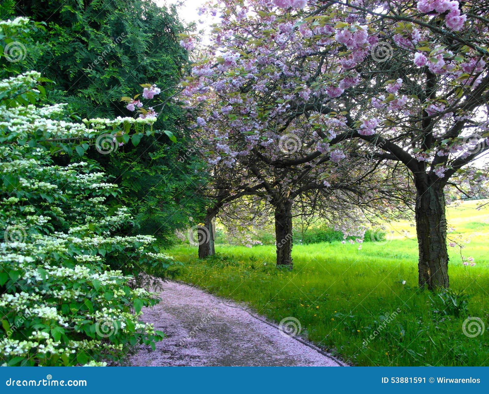 Botanical garden path stock image. Image of blossoming - 53881591