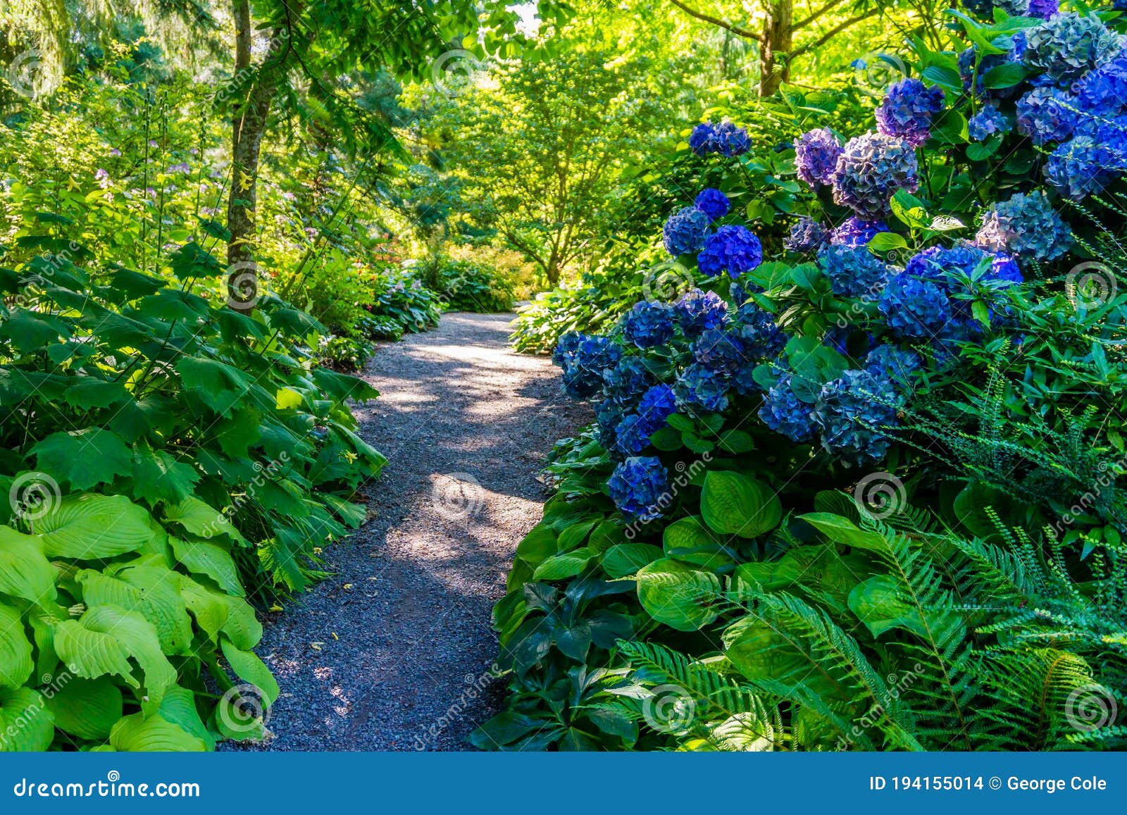 Botanical Garden Path 2 stock photo. Image of outdoors - 194155014