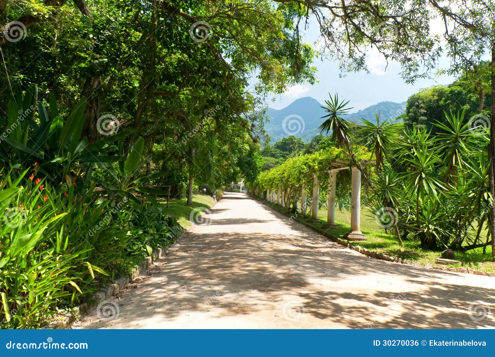 Botanical Garden in Rio De Janeiro Editorial Photo - Image of flower ...