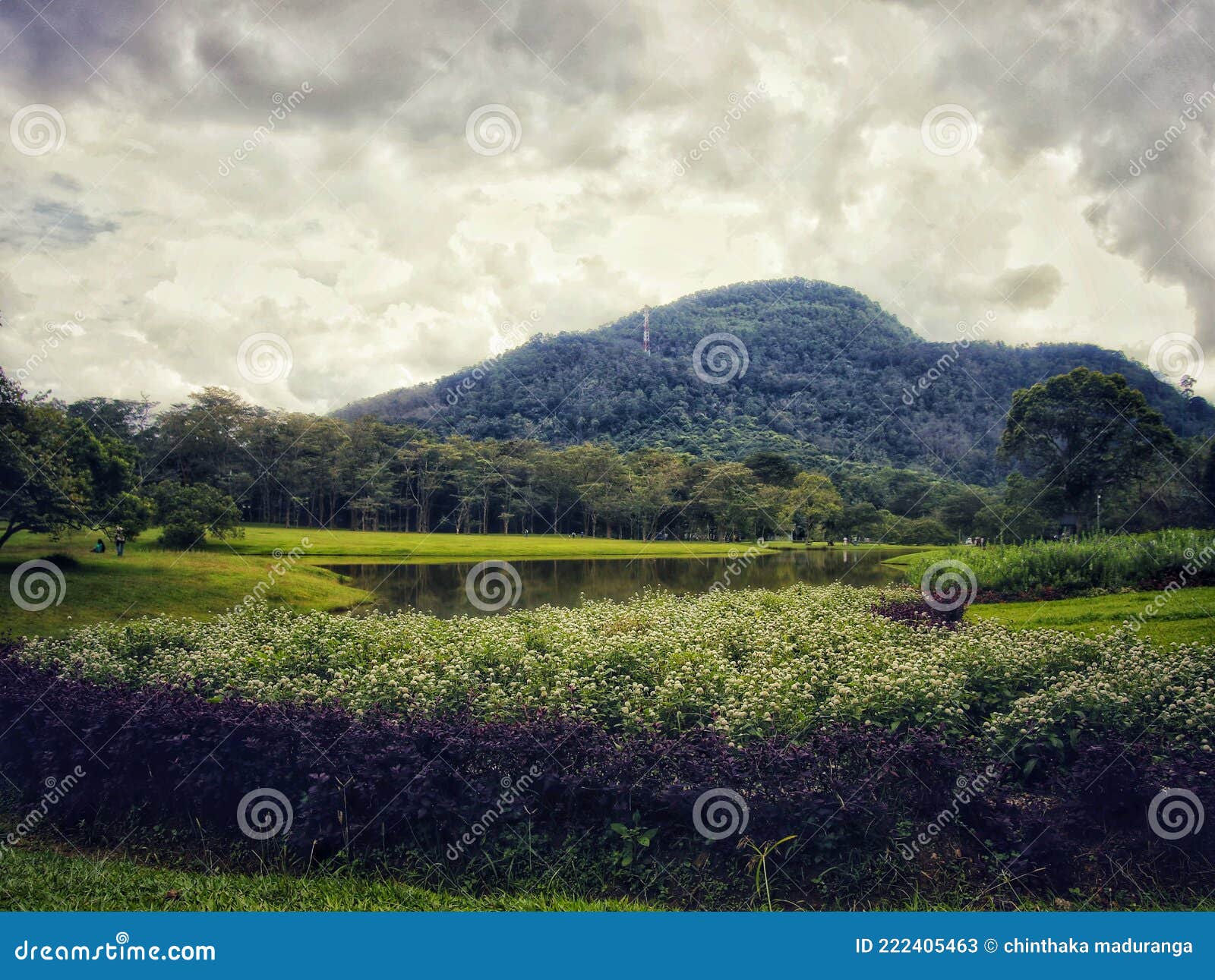 Botanical Garden Seethawaka Stock Image - Image of valley, highland ...