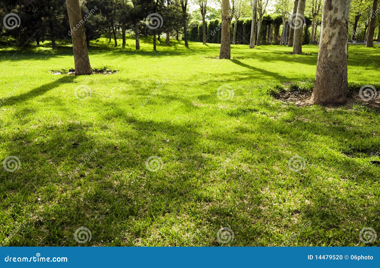 A Botanical Garden with Trees Stock Photo - Image of beauty, path: 14479520
