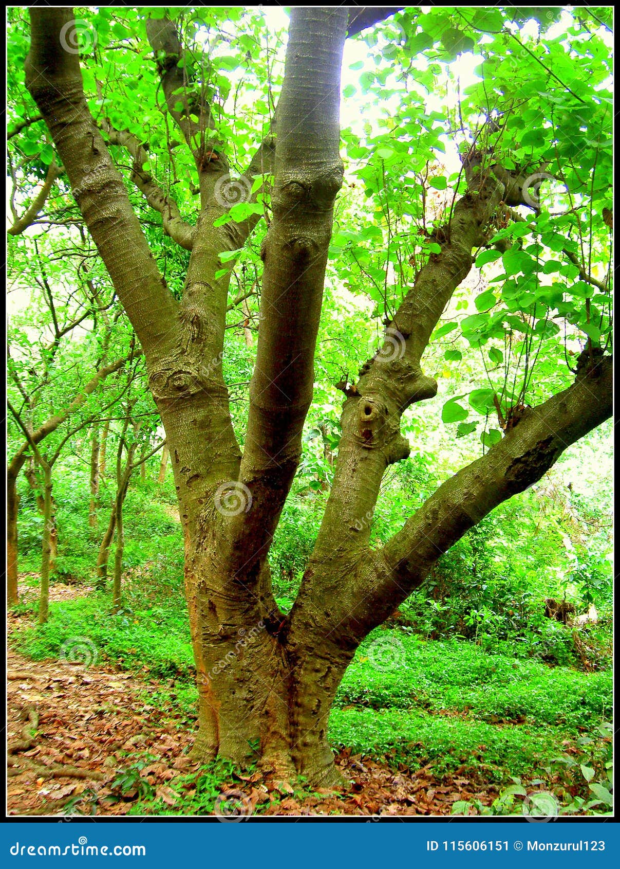 Tree stock image. Image of gray, outdoor, forest, sushine - 115606151
