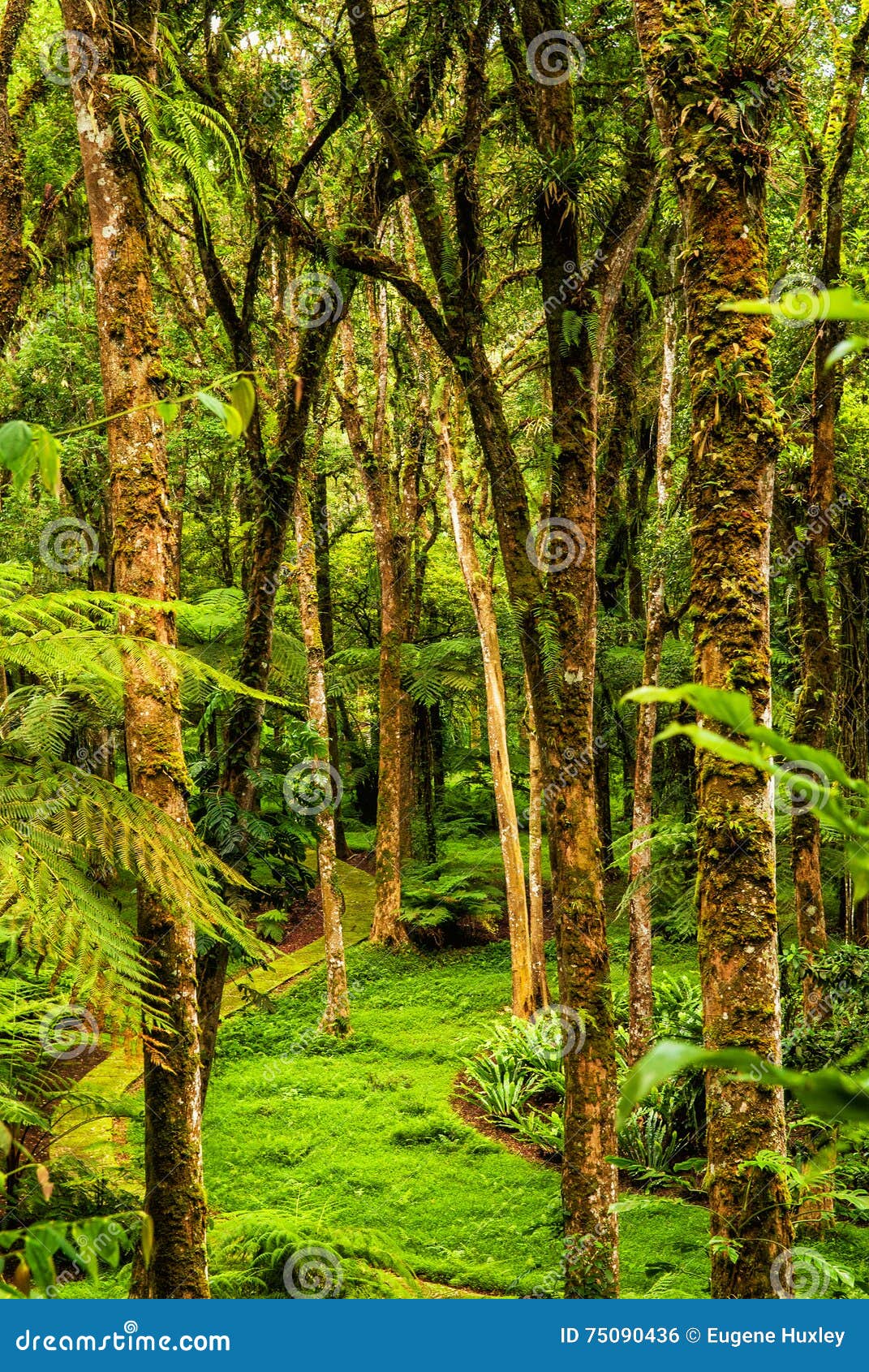 Botanical garden stock photo. Image of landscape, garden - 75090436