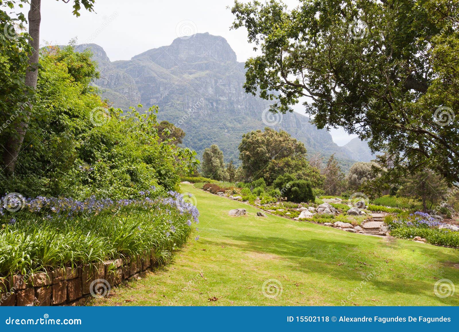Botanical Gardens Cape Town Stock Photo - Image of south, blooming ...
