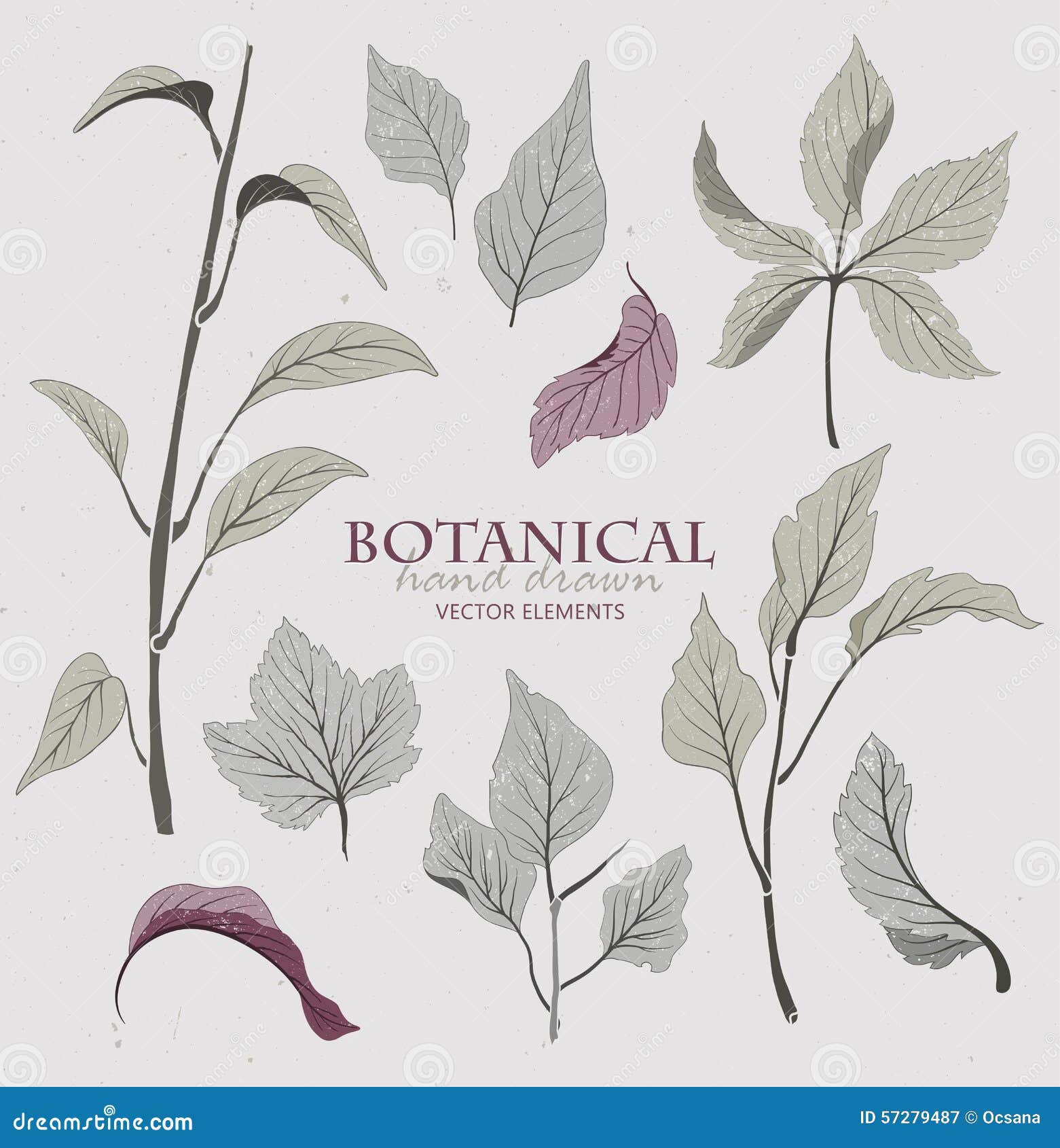 Botanical, Hand Drawn Vector Elements Stock Vector - Illustration of ...