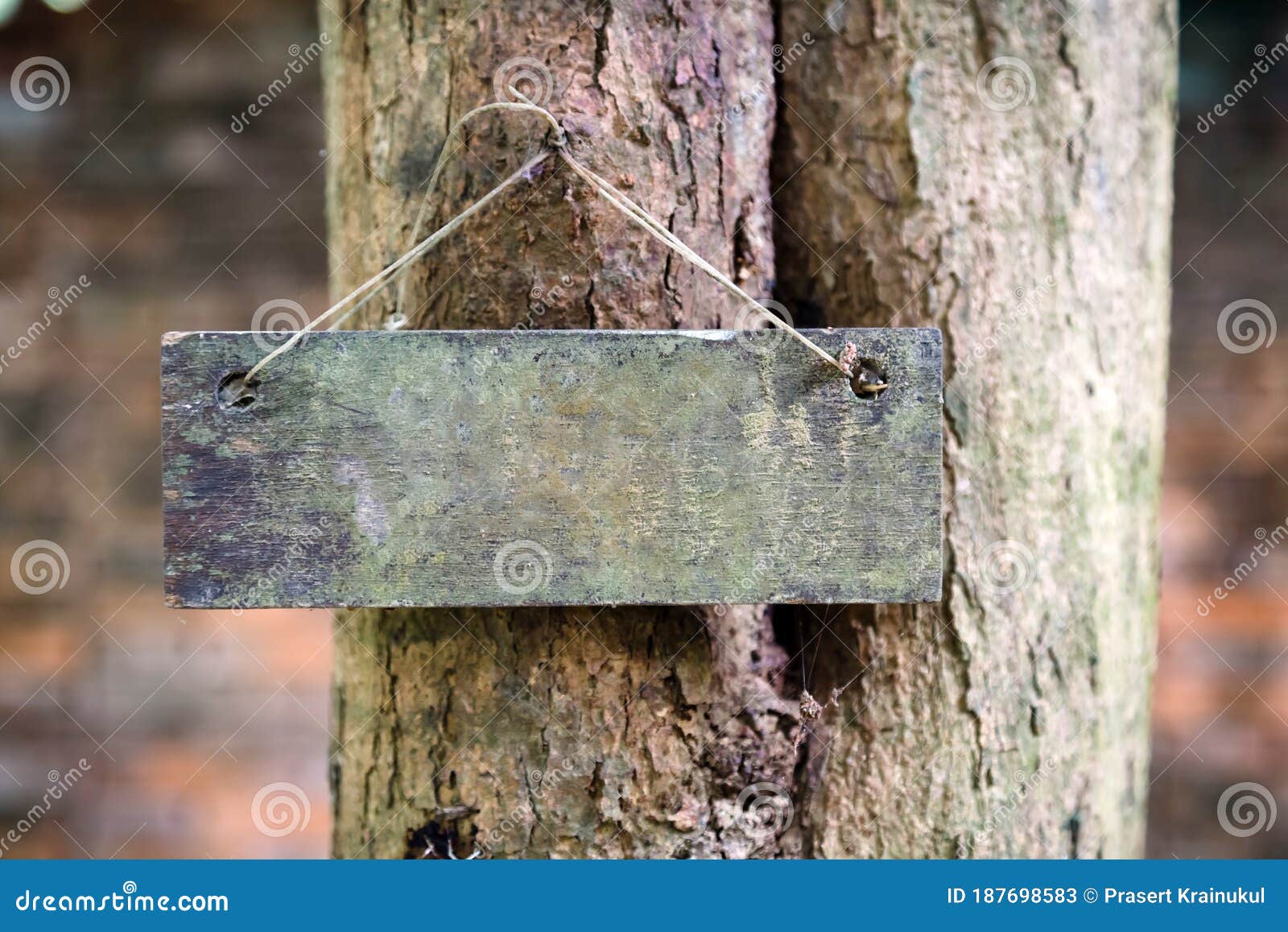 Botanical Identification Label on Tree Stock Image - Image of label ...