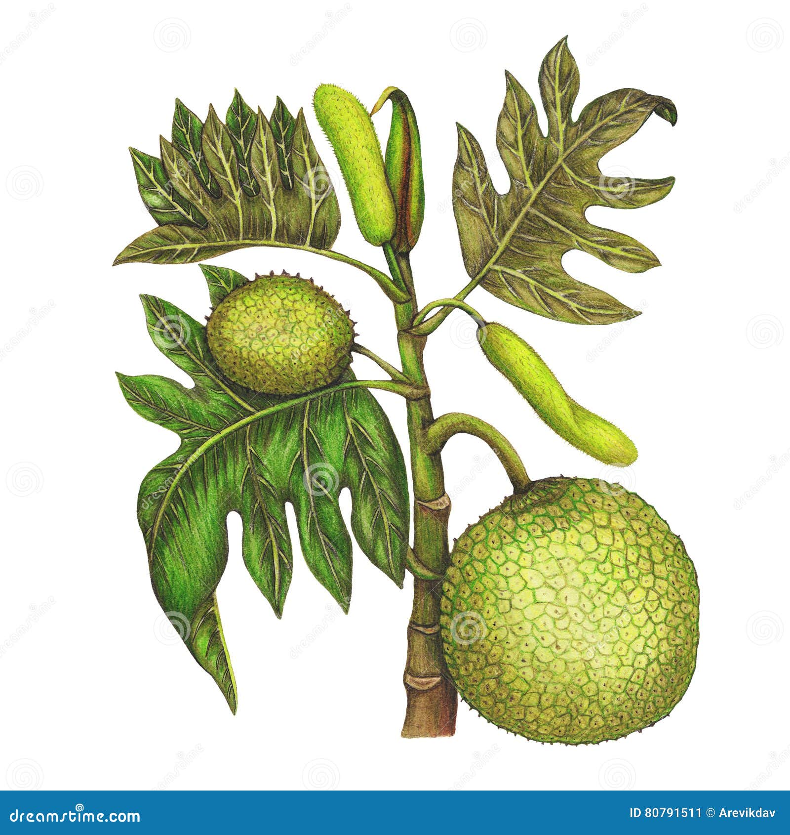 Breadfruit Cartoons, Illustrations & Vector Stock Images - 442 Pictures ...
