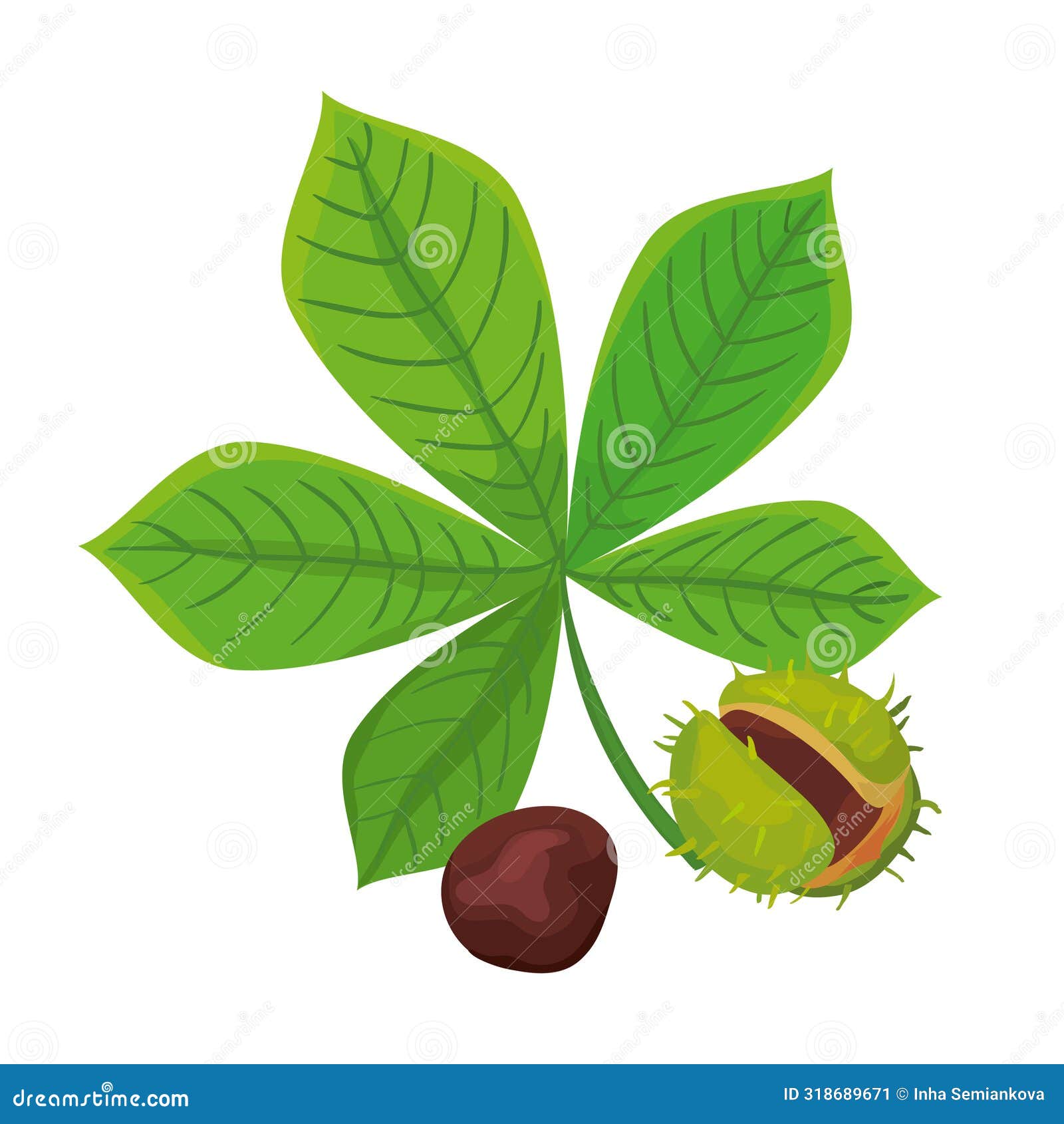 Botanical Illustration of Chestnut Branch and Fruit Stock Vector ...