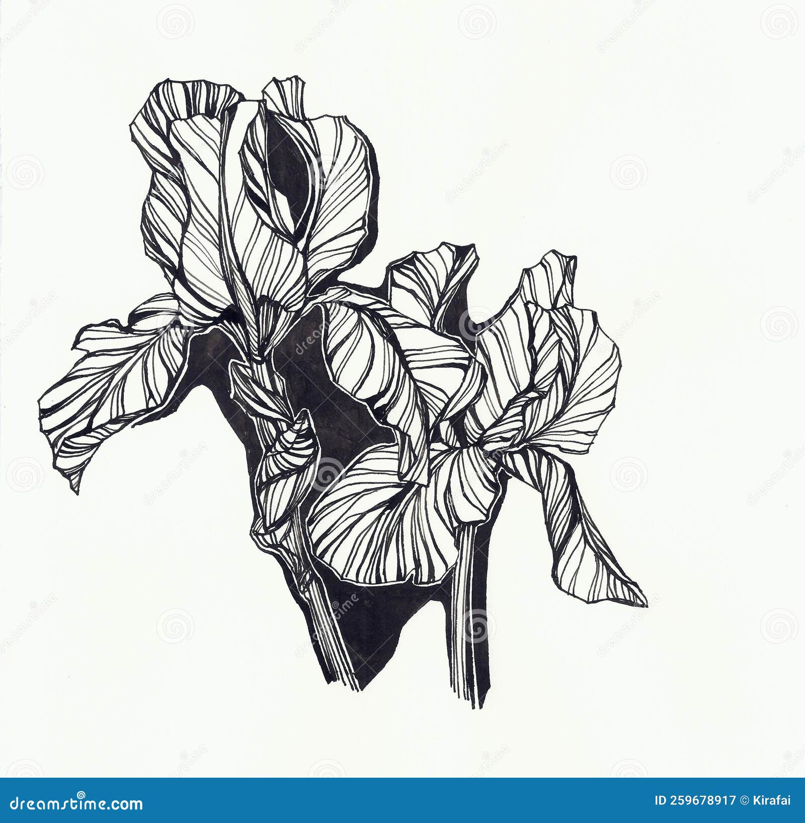 Botanical Illustration Flowers Irises Graphics, Ink Stock Image ...