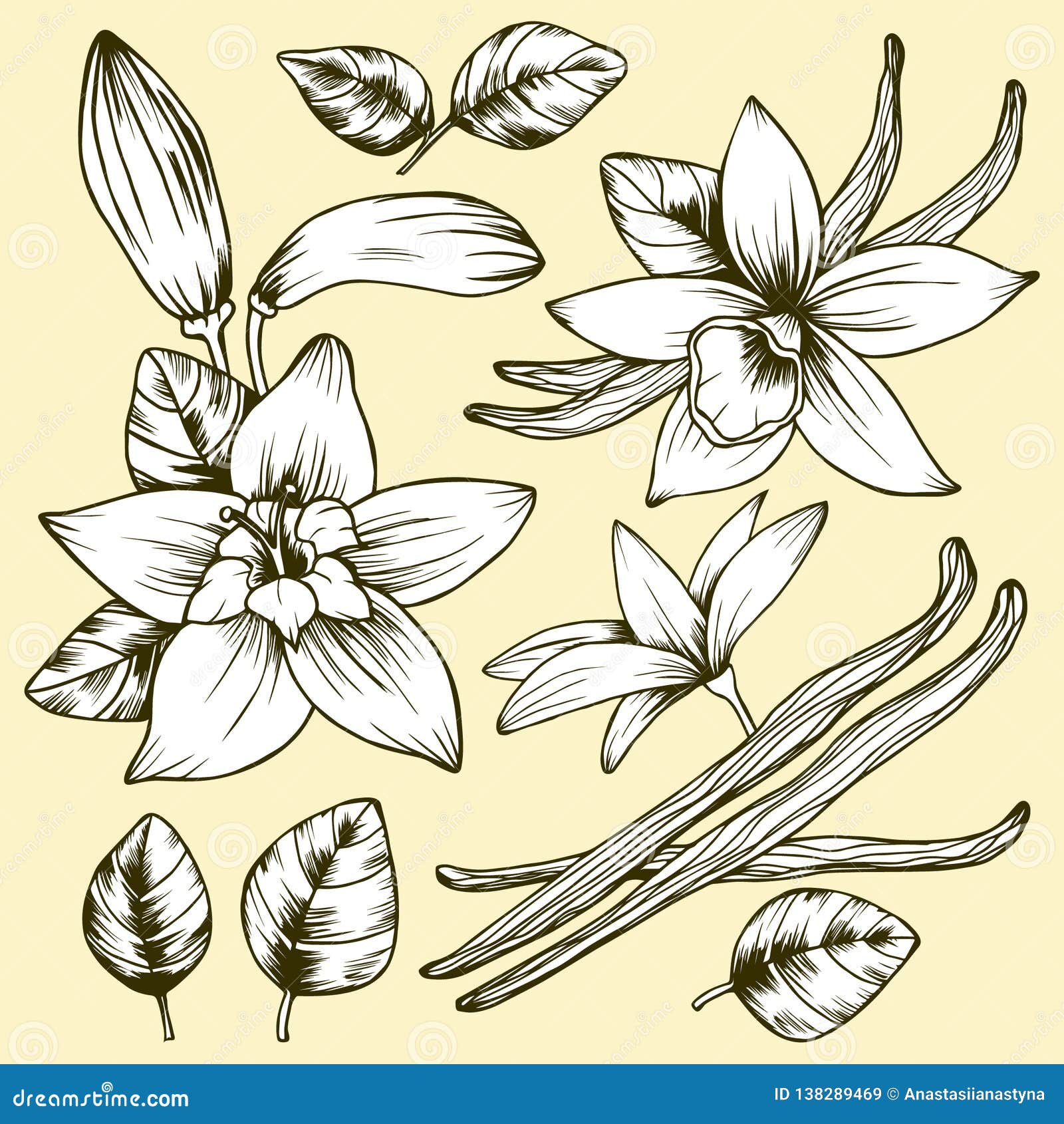 Hand Drawing Vector Vanilla Flower and Leaves Stock Vector ...