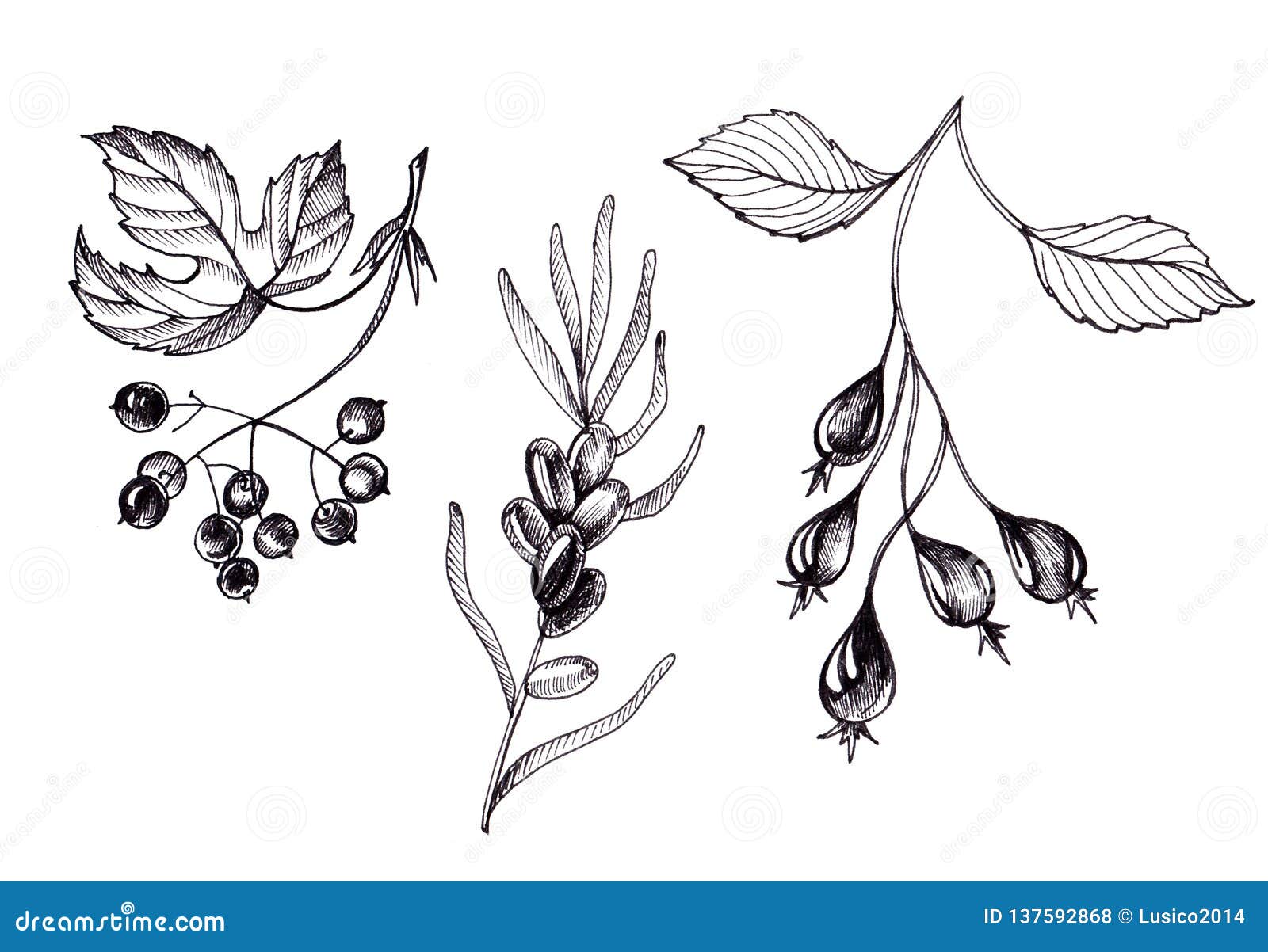 Botanical Monochrom Illustration of Wild Berries. Stock Illustration ...
