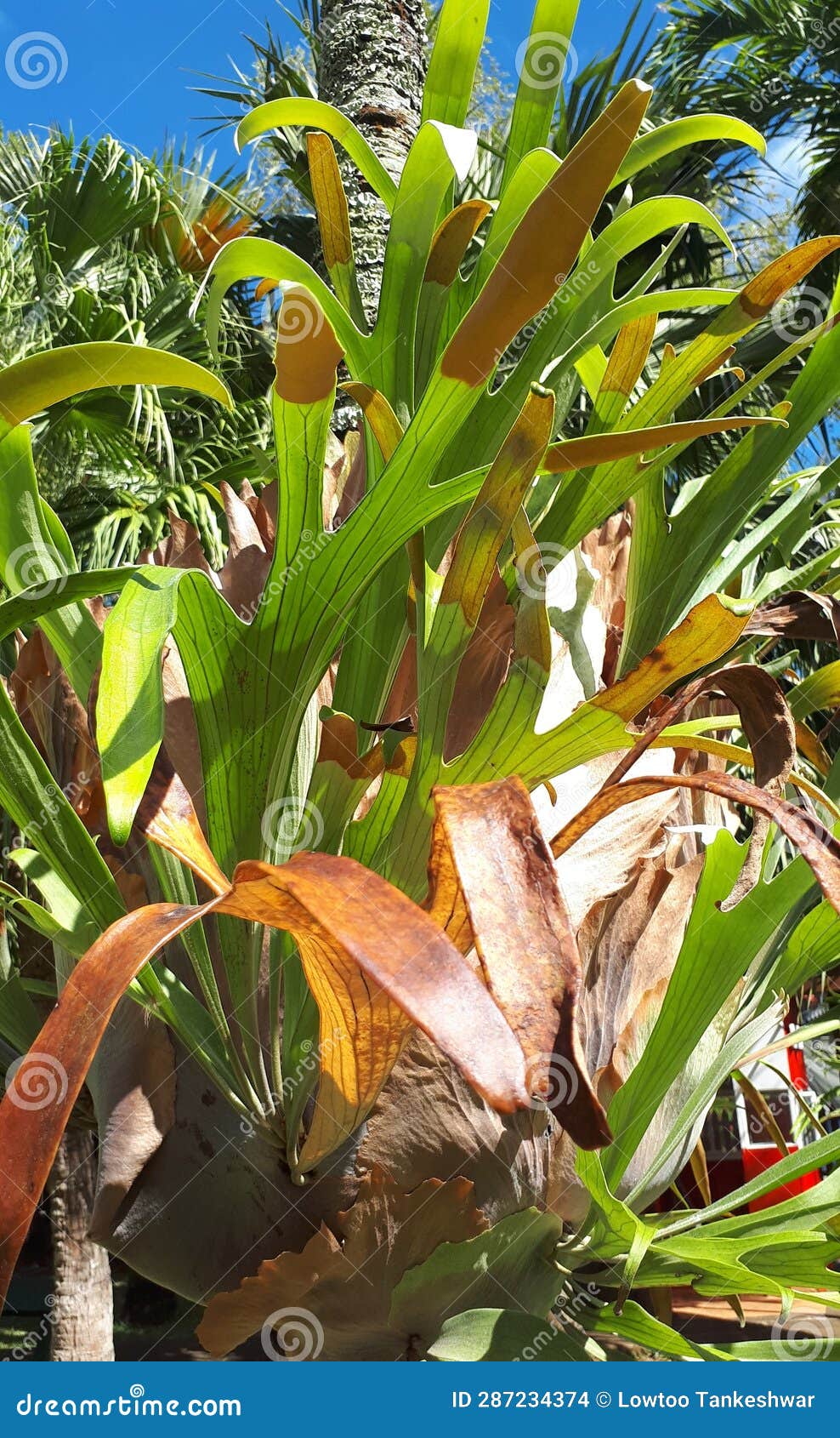 Botanical Pattern Leaves Outdoor Park Nature Stock Photo - Image of ...