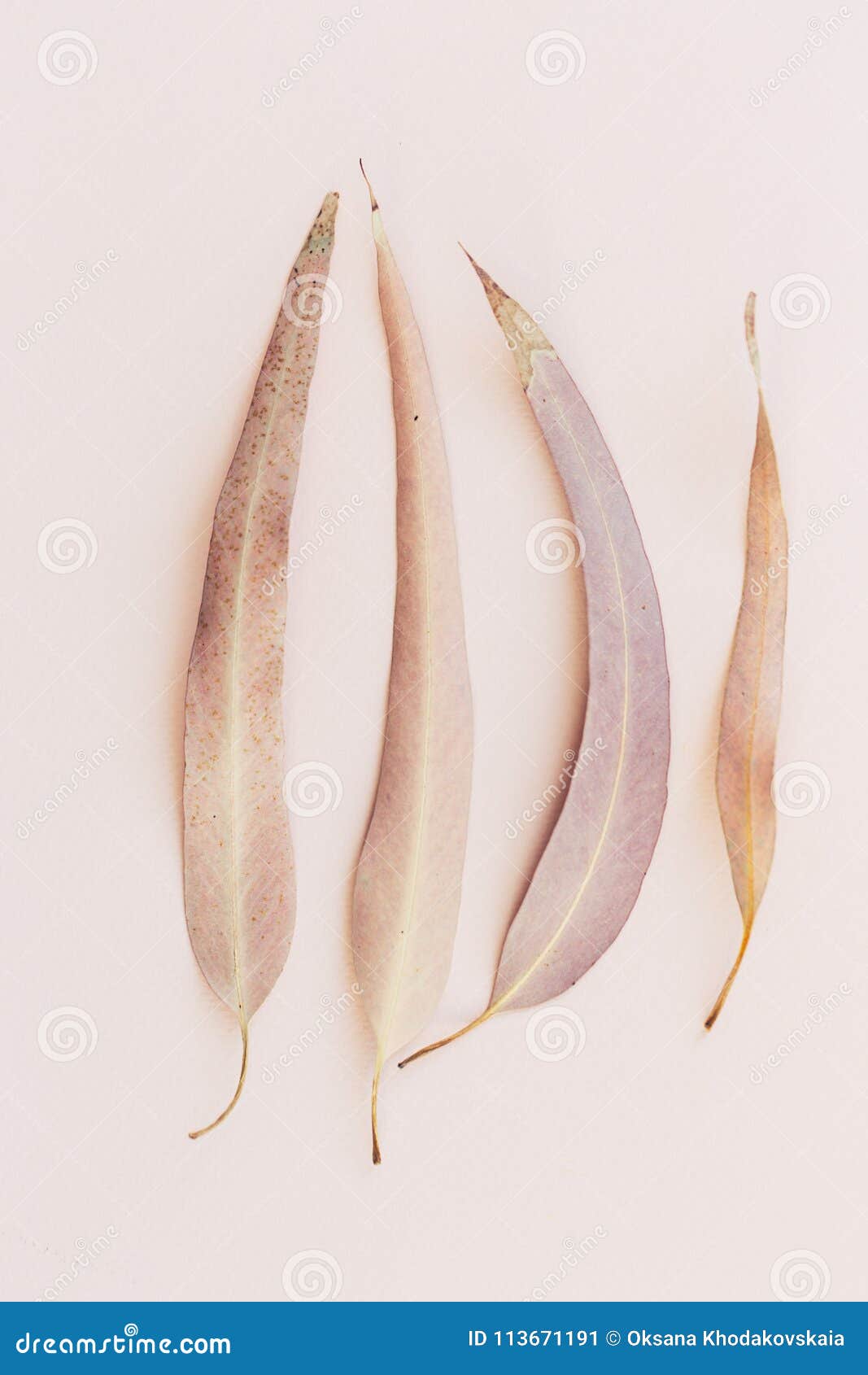 Botanical Print, Eucalyptus Leaves Closeup on Pink Paper Background ...