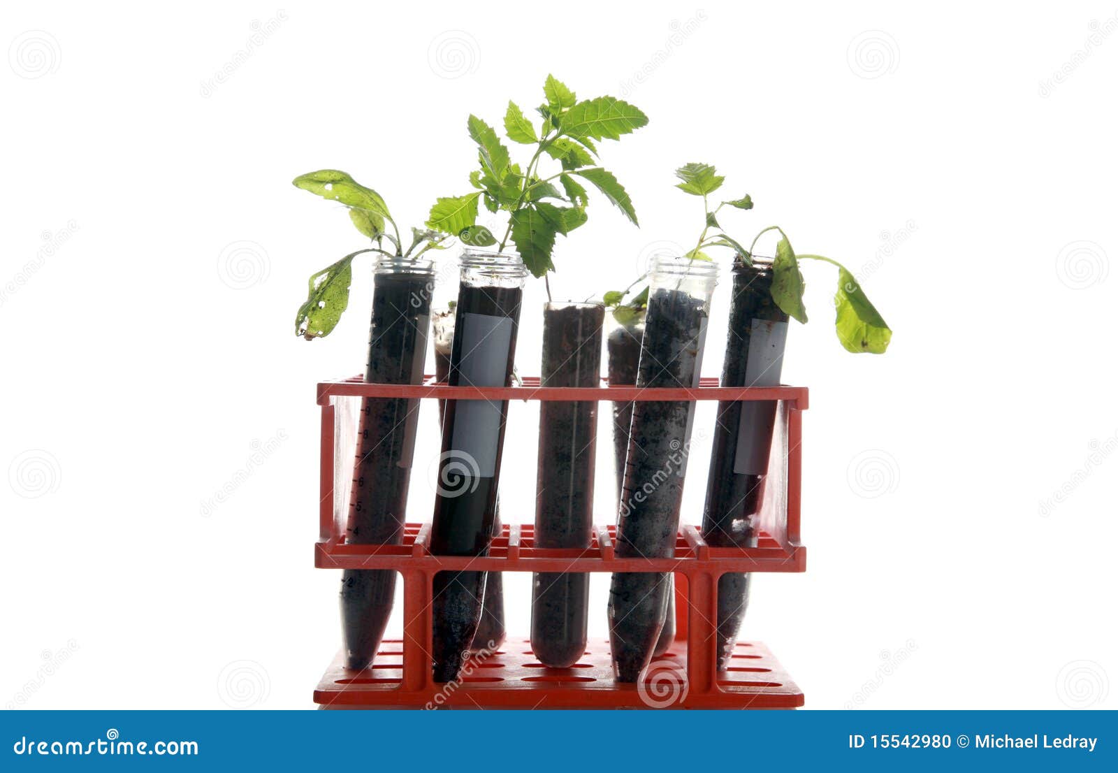 Botanical research stock photo. Image of flower, botanical - 15542980