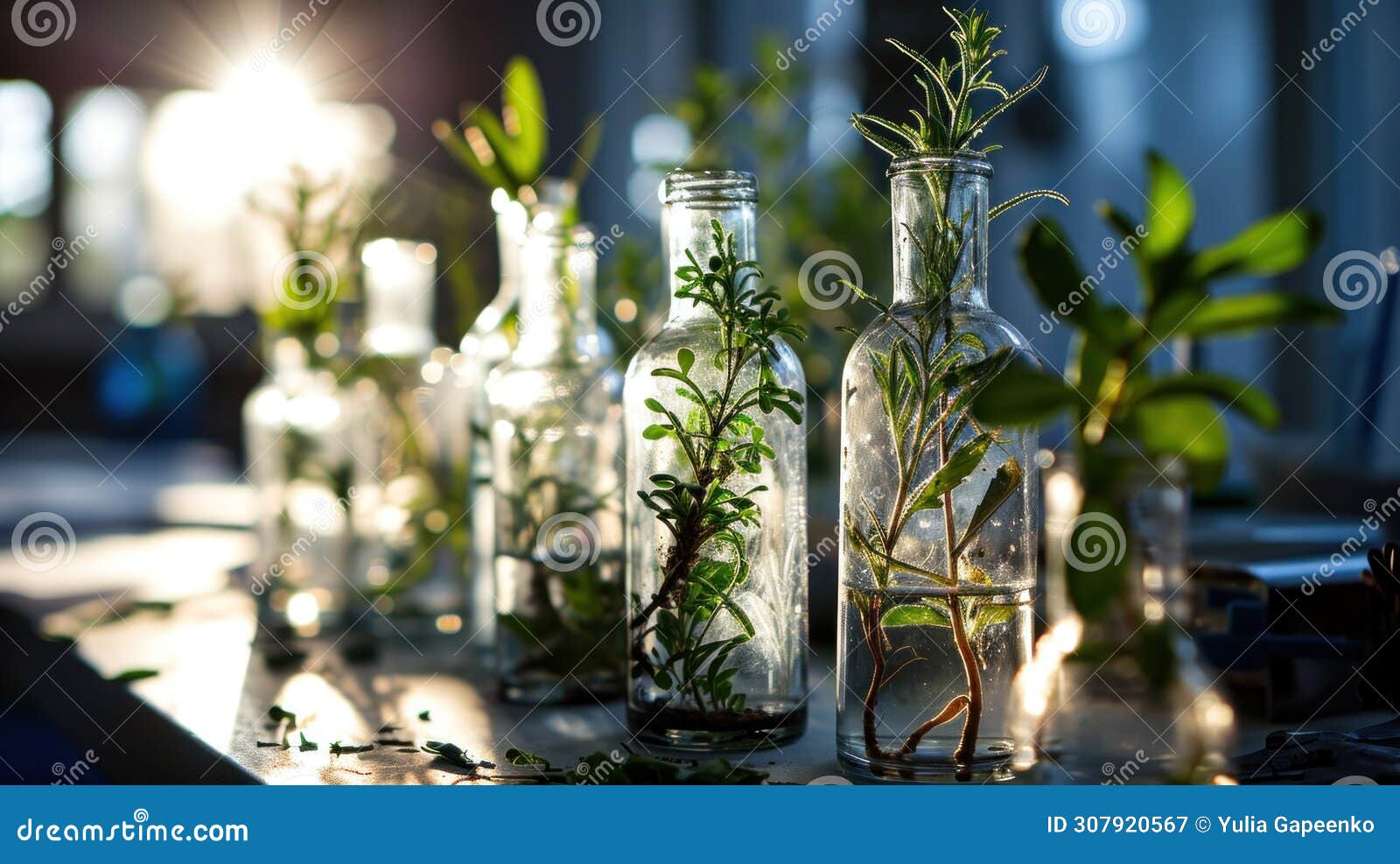 Botanical Research Plant Sample in Glass Flasks in Laboratory with ...