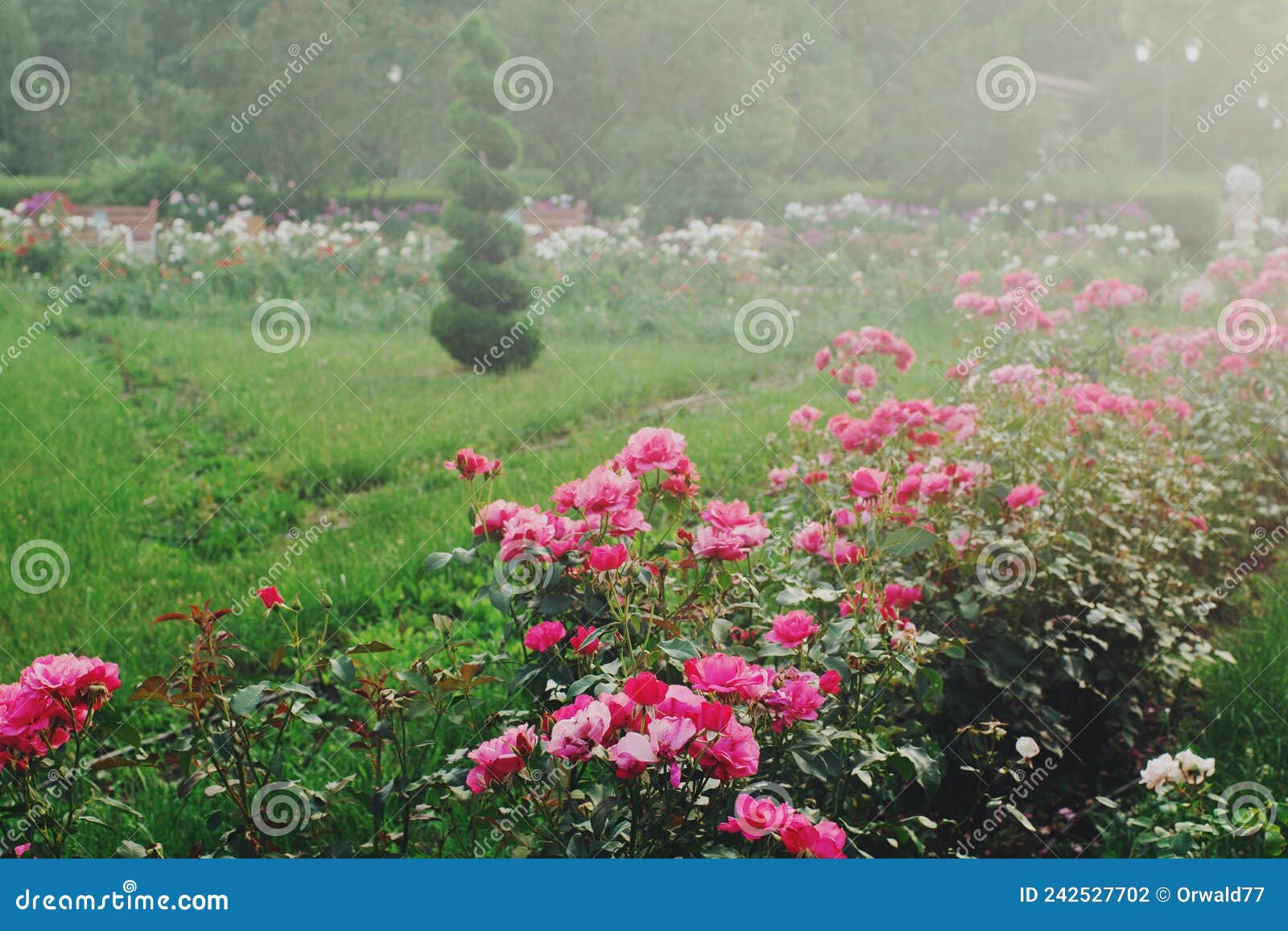 Botanical Rose Garden in Blossom Stock Photo - Image of tropical, flora ...