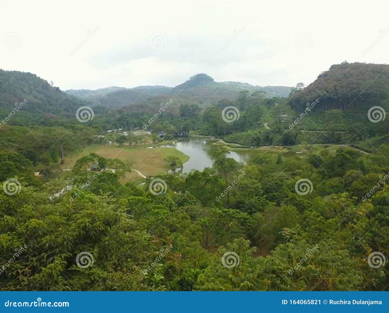 Botanical stock image. Image of botanical, seethawaka - 164065821