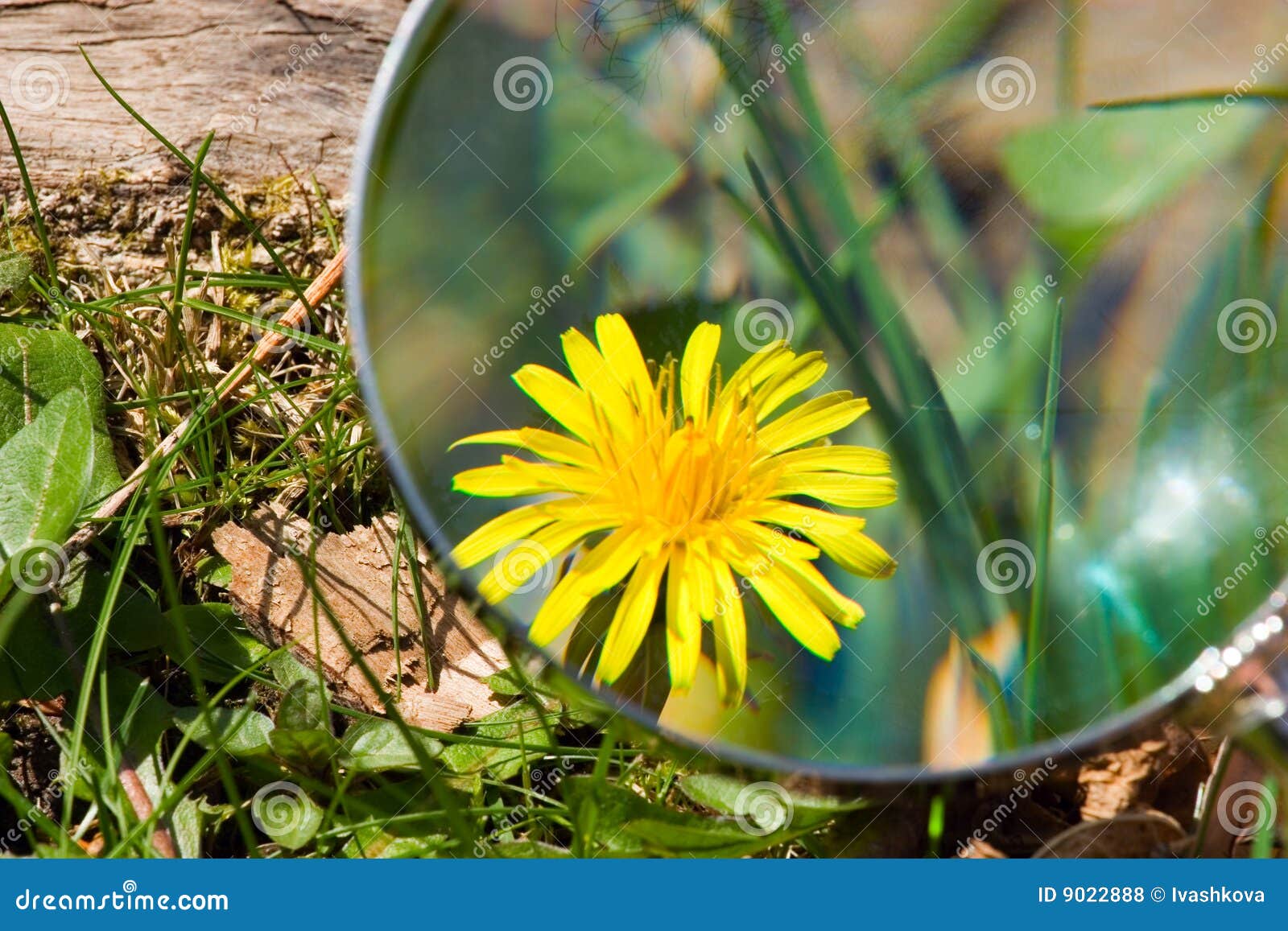 Botanical study stock photo. Image of study, yellow, petals - 9022888
