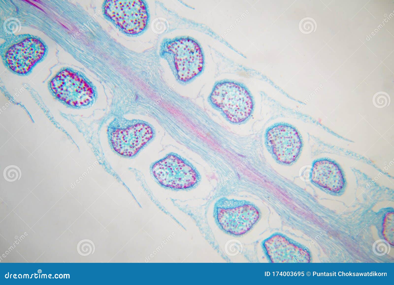Selaginella Strobilus