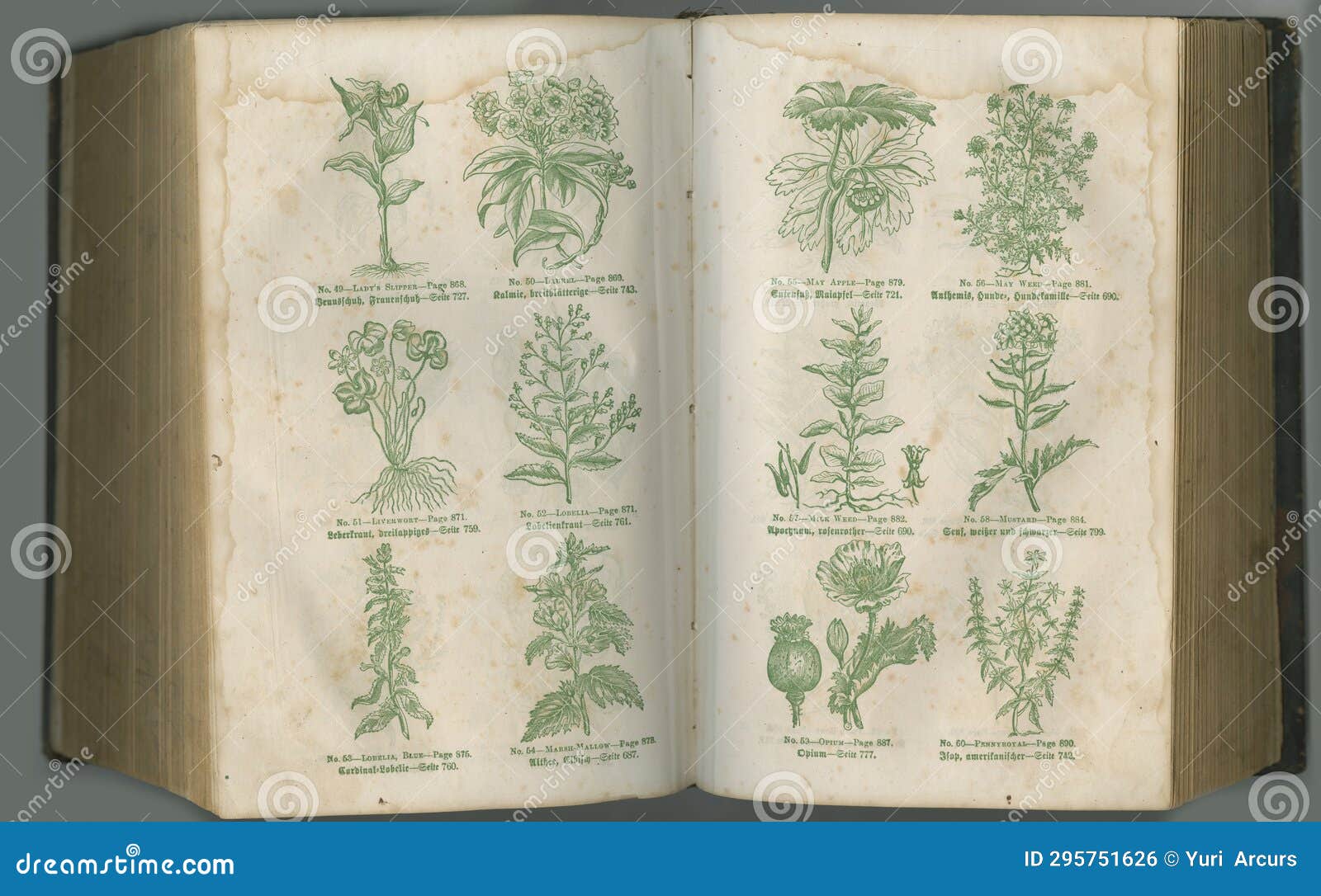 Botanical Textbook. an Aged Biology Book with Its Pages on Display ...