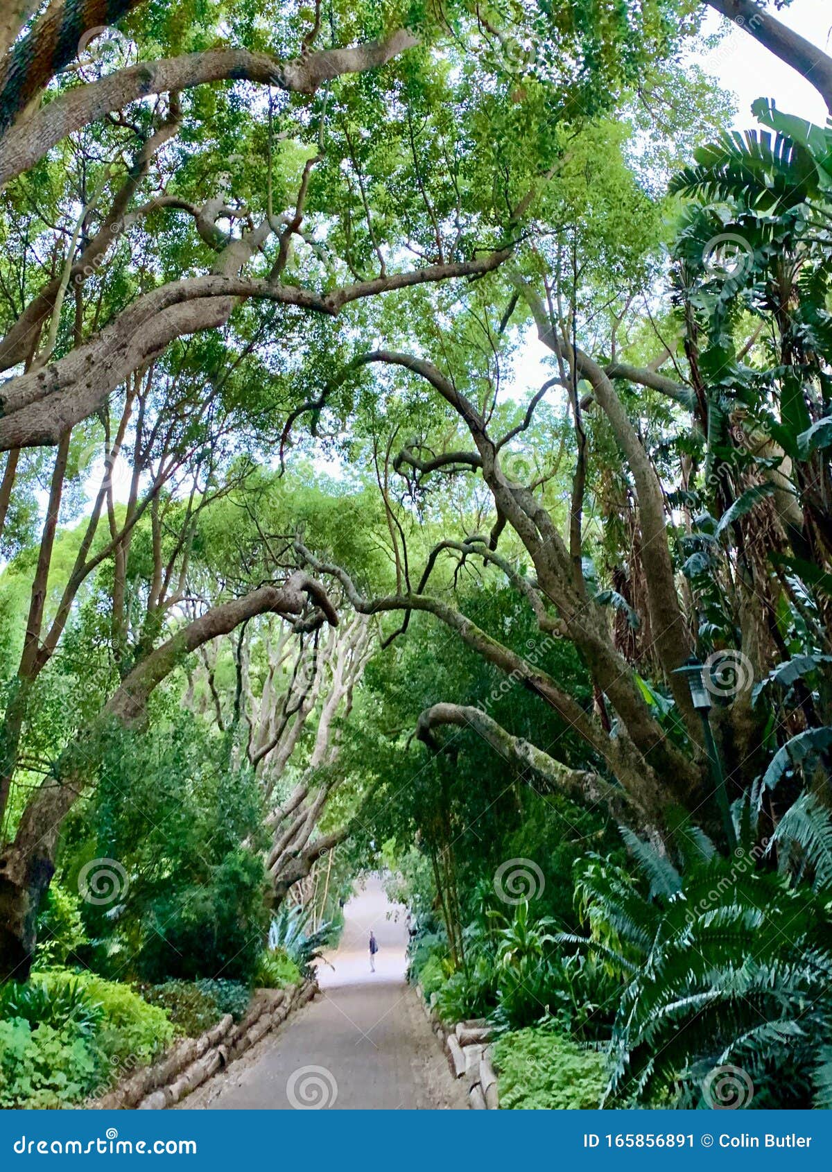 Botanical trees stock image. Image of trees, tropical - 165856891