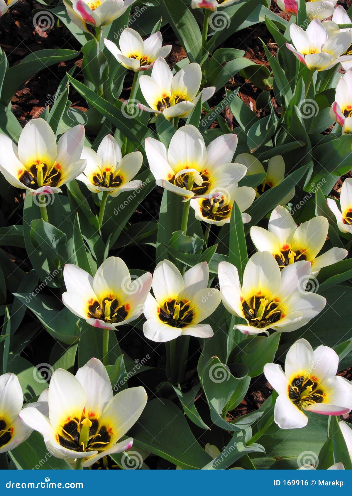 Botanical tulips stock photo. Image of display, green, botanical - 169916