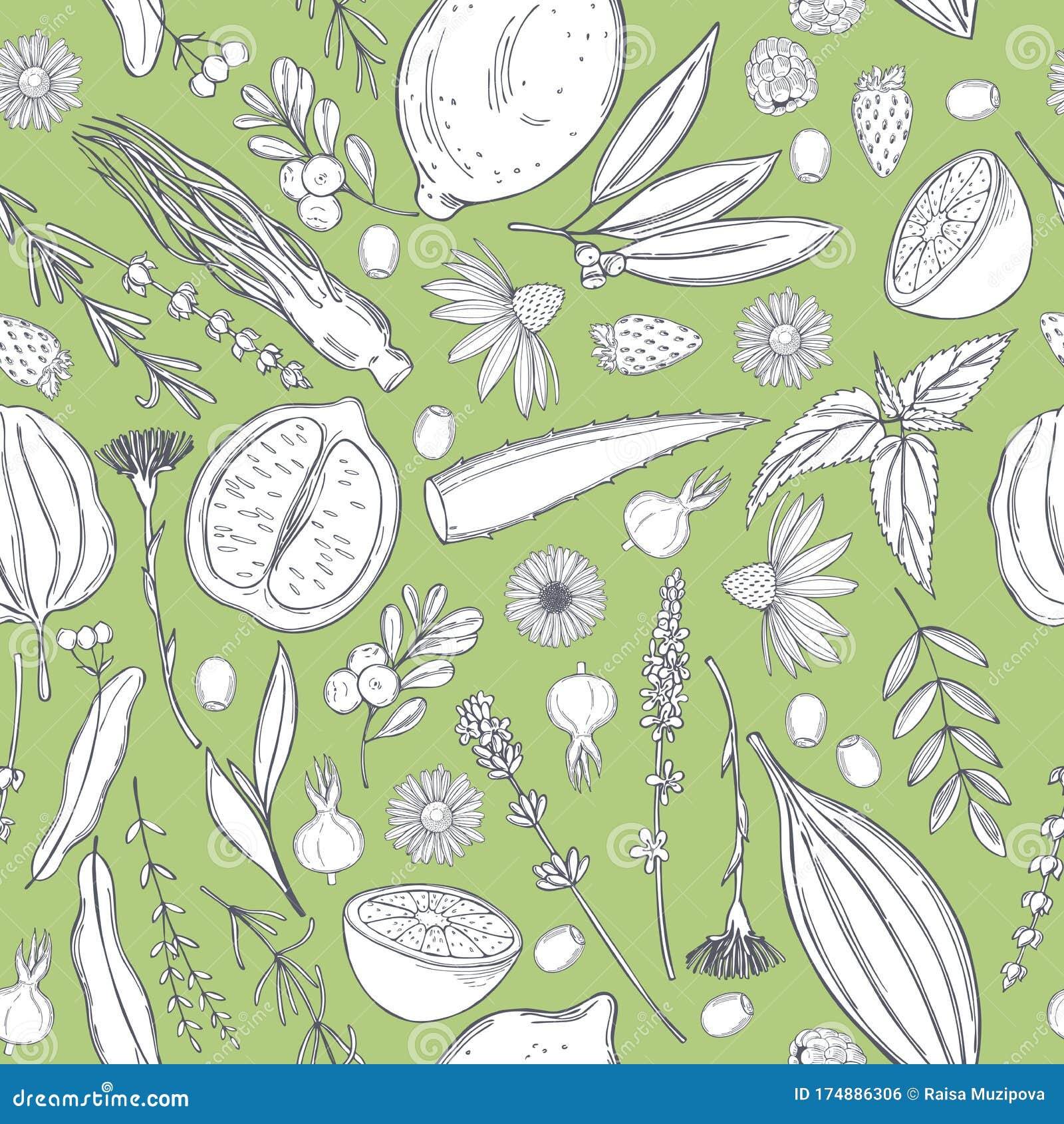 Botanical Vector Pattern with Medicinal Plants. Stock Vector ...