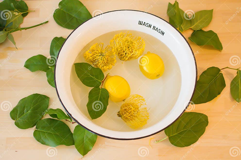 Botanical water stock image. Image of decoration, isolated - 85324719