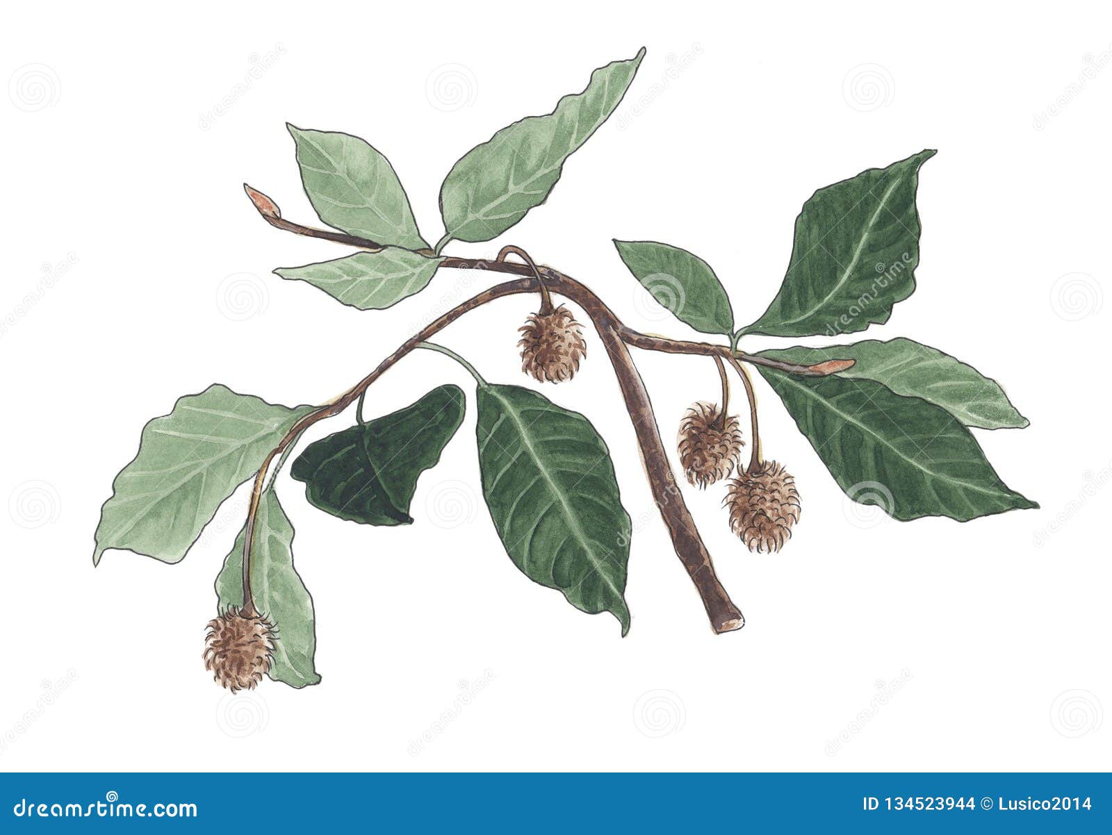 Beech Branch Vintage Illustration Cartoon Vector | CartoonDealer.com ...