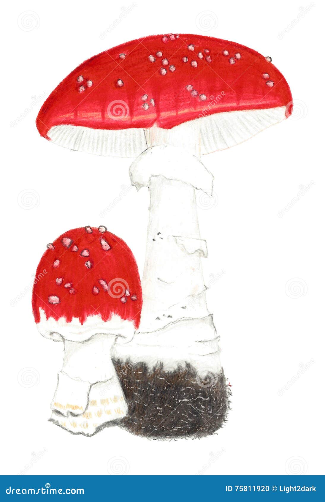 Botaniczny Rysunek Czerwone Muchomor Pieczarki Ilustracji - Ilustracja ...