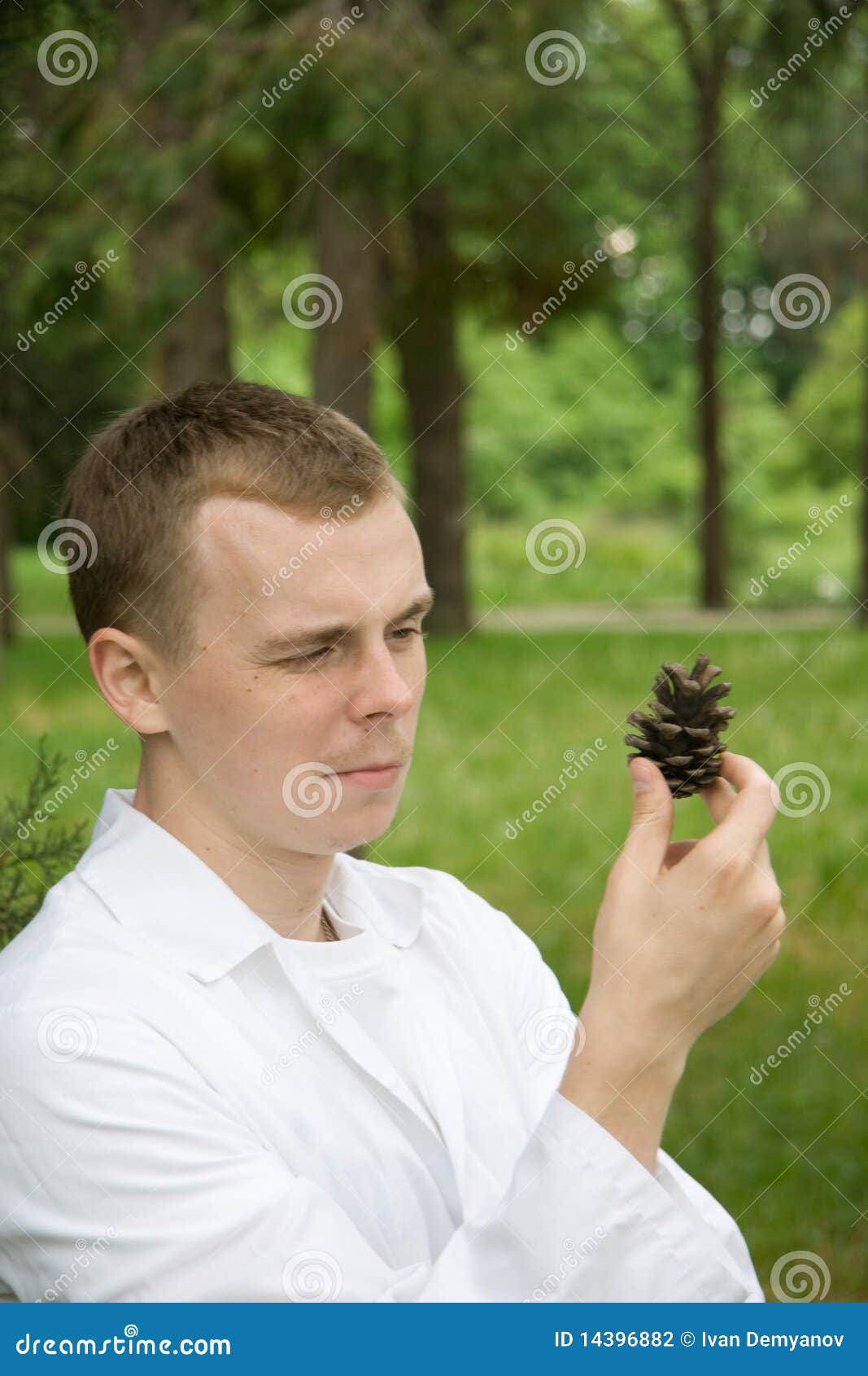 Botanist stock photo. Image of cone, tree, brown, strobile - 14396882