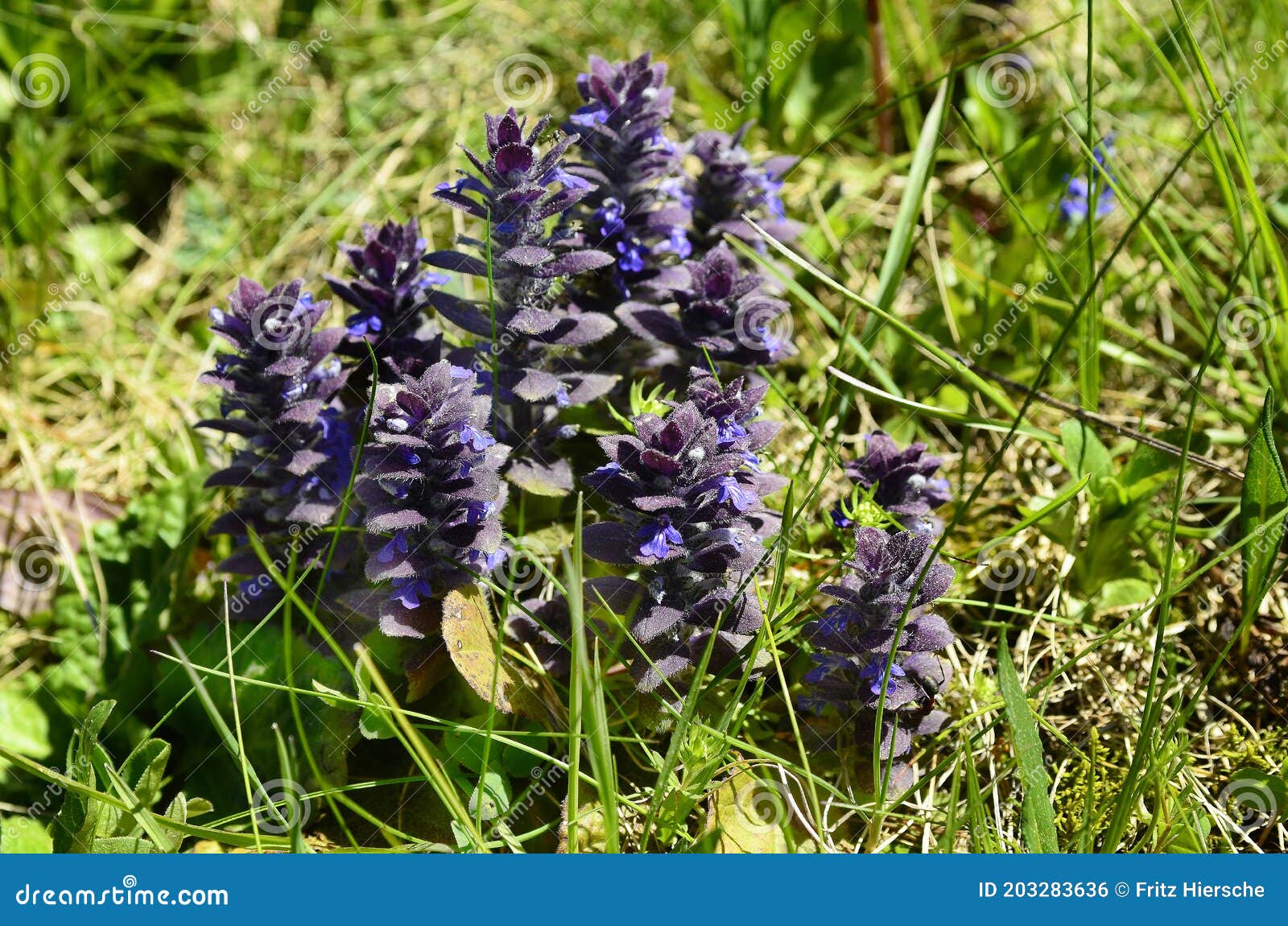 Botany, Alpine Flowers, Pyramidal Bugle Stock Photo - Image of nature ...