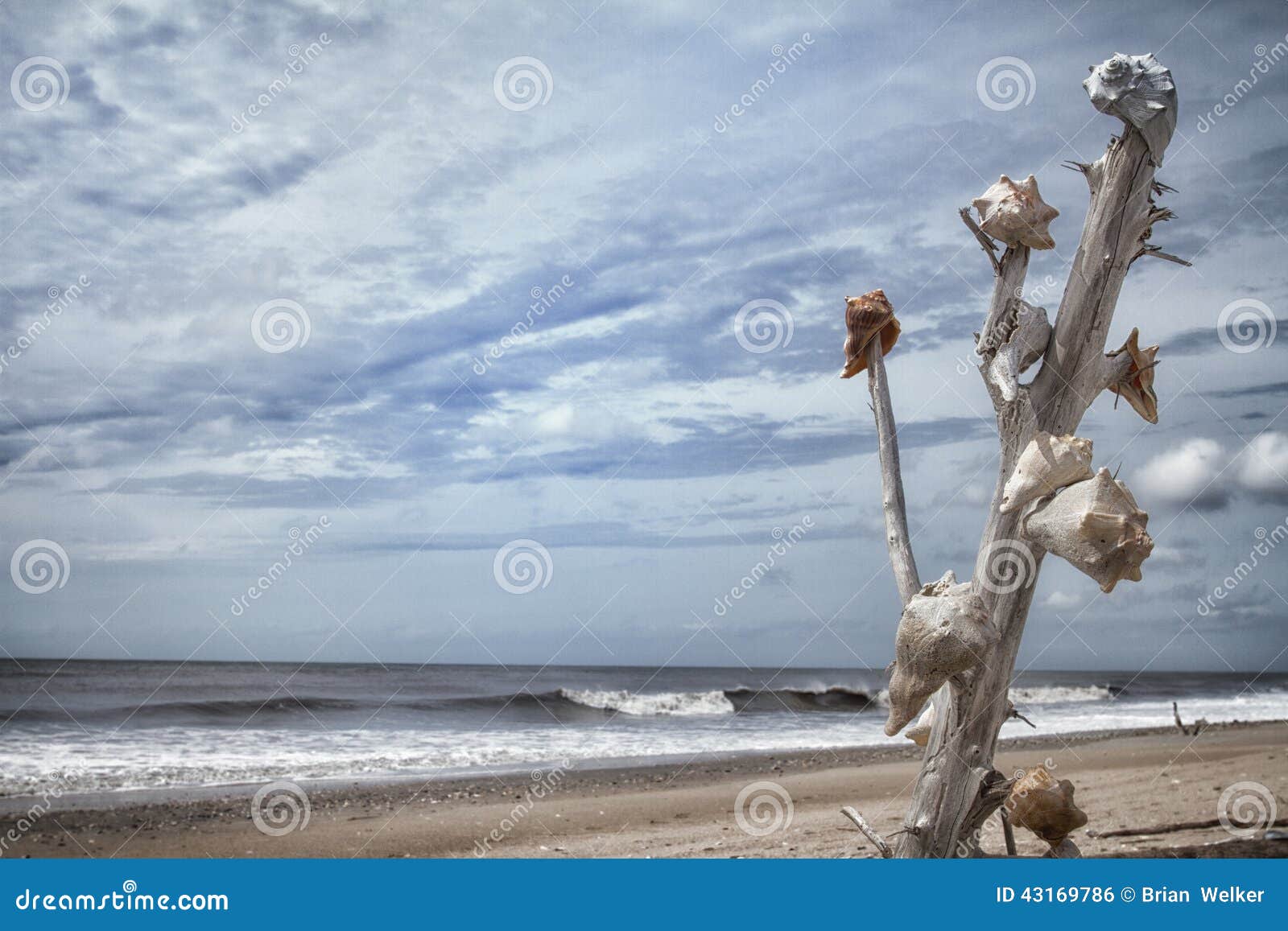 Botany Bay Beach stock photo. Image of horizon, ocean - 43169786