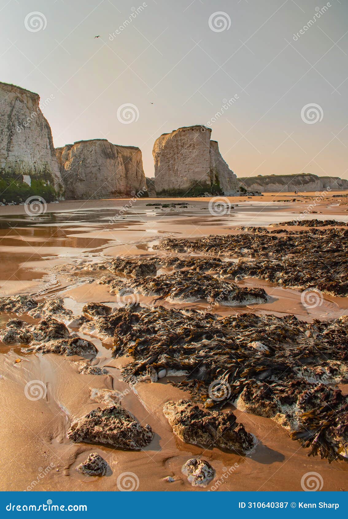 Botany Bay Kent White Cliffs and Wet Rocks on Sandy Shore Stock Image ...