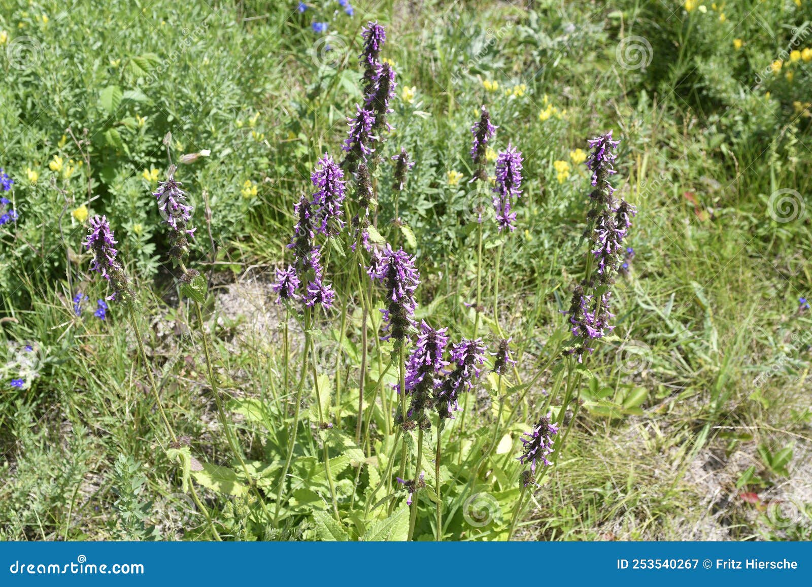 Botany, Common Betony Plant Stock Image - Image of betonica, austria ...