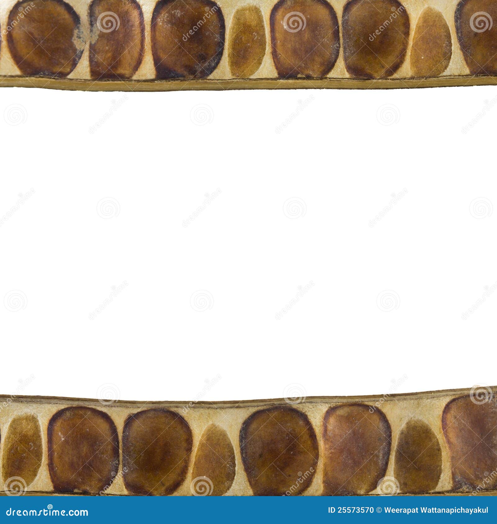 Botany frame stock photo. Image of frame, natural, macro - 25573570