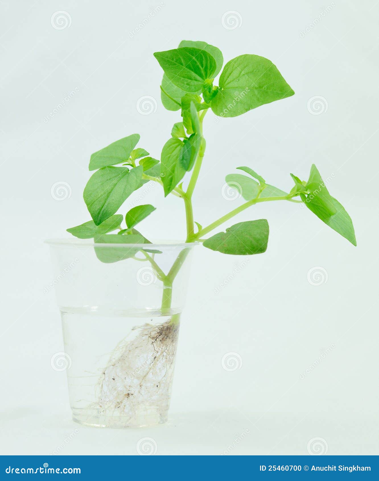 The botany of plant stock photo. Image of pebbles, greenery - 25460700