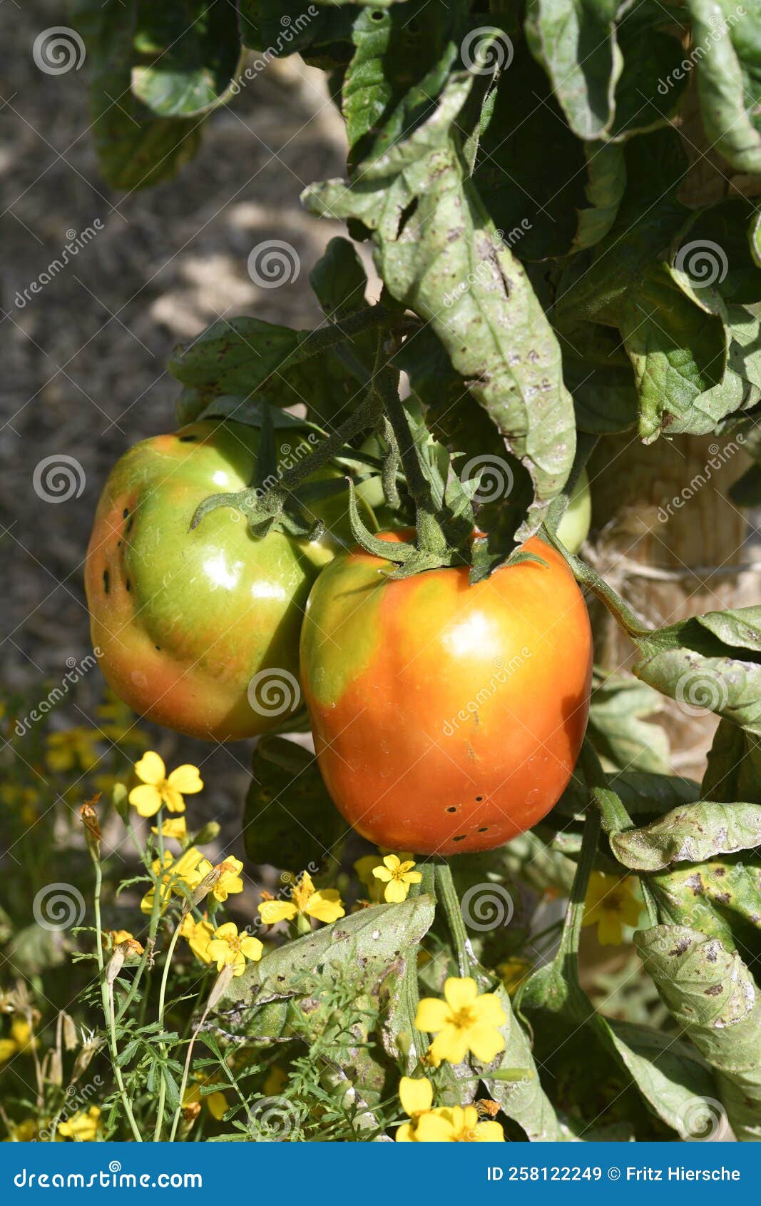 Botany, Special Kind of Tomatoes Stock Image - Image of diverse ...