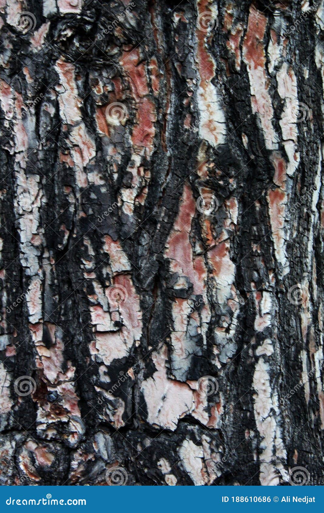 Tree trunk texture stock photo. Image of markedly, main - 188610686