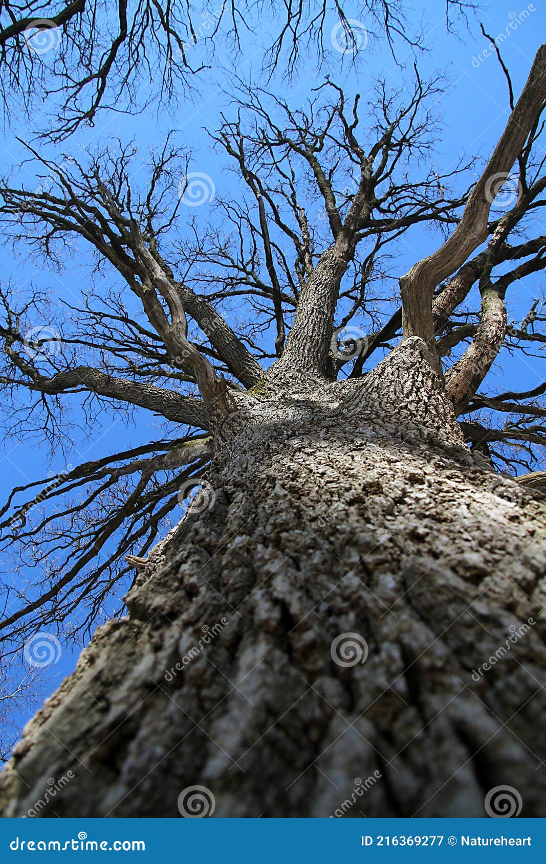 Tall Leafless Tree Trunk Reaching Up To Blue Sky Stock Image - Image of ...