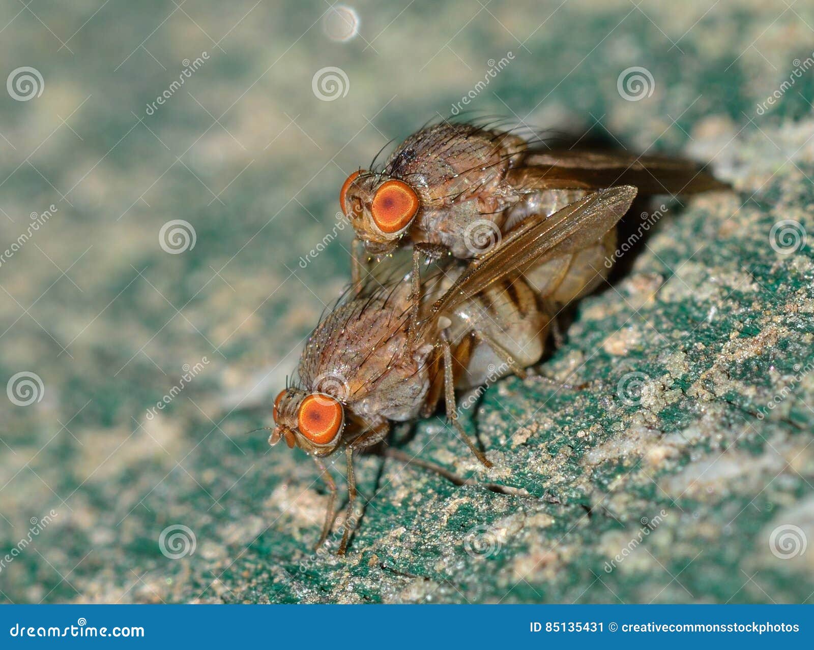 Botflies Mating Close Up Photography Picture. Image: 85135431
