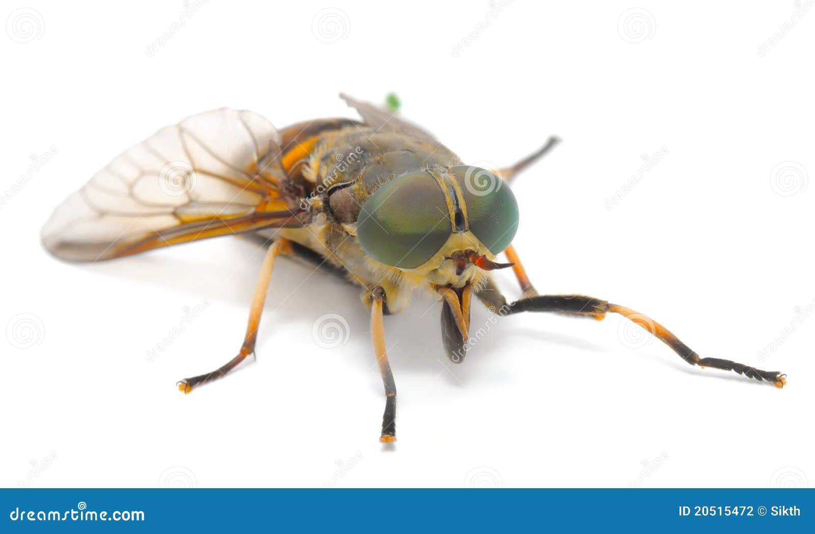 Botfly Close-up Stock Photography - Image: 20515472
