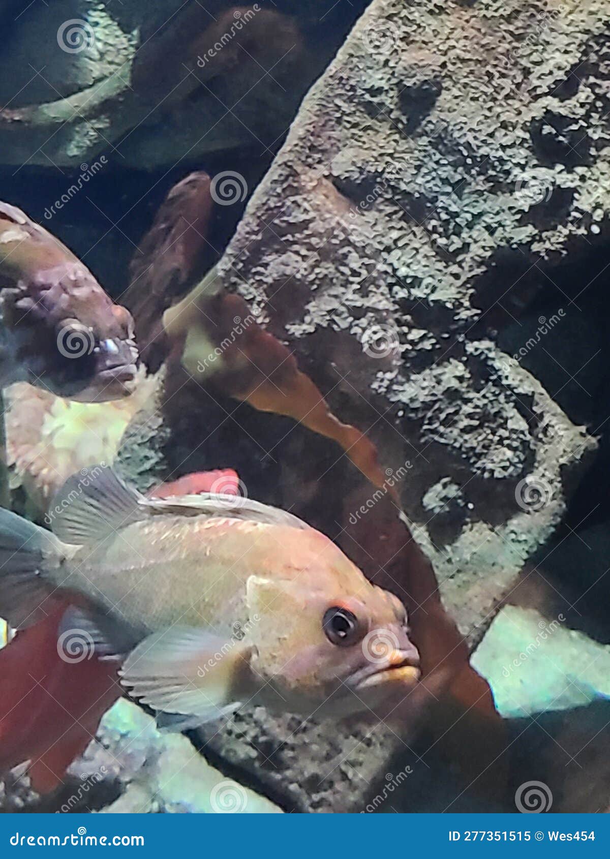 A fish with a grumpy look stock image. Image of tank - 277351515