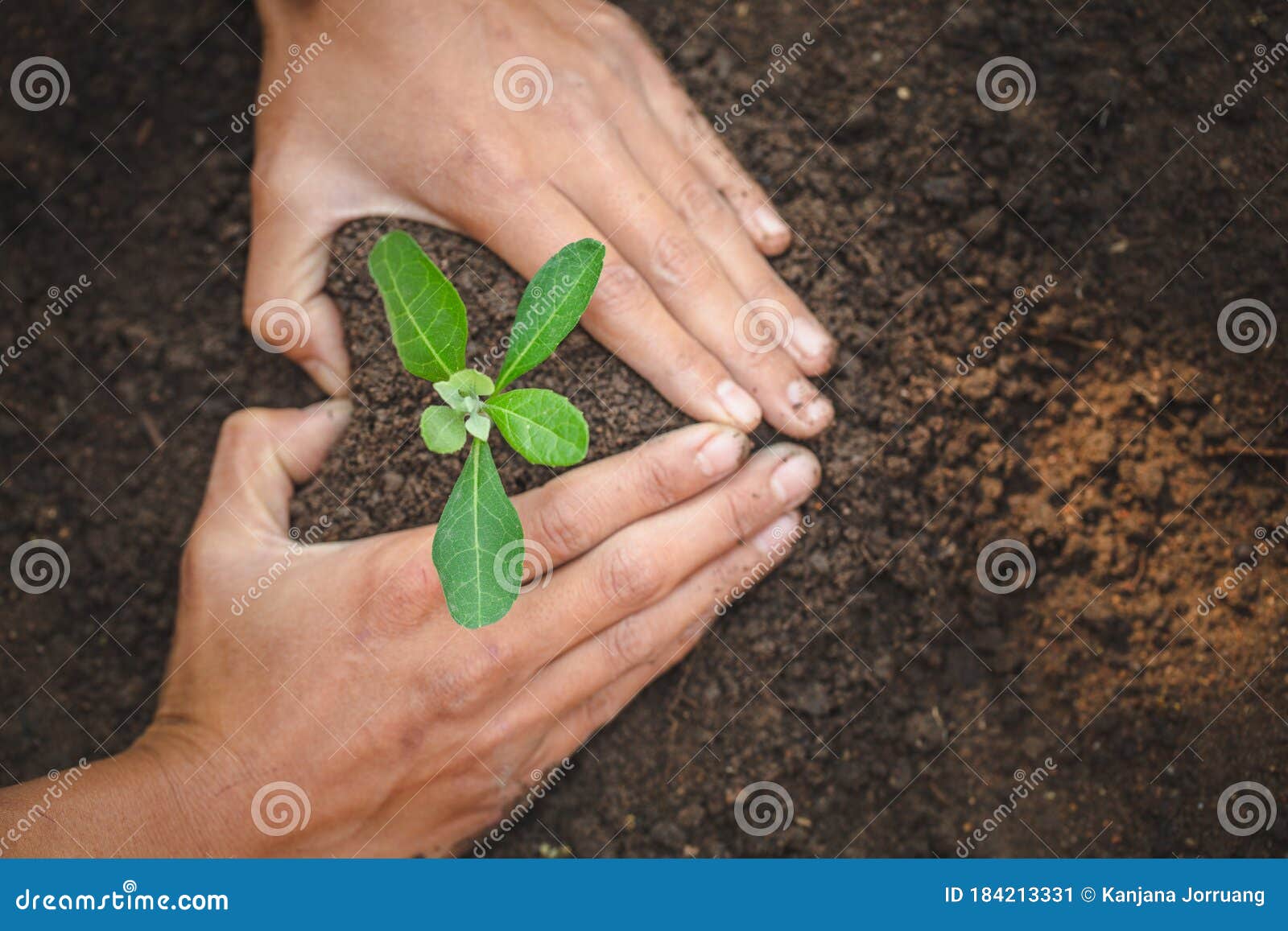Both Hands are Protecting the Growing Tree Concept of Environmental ...