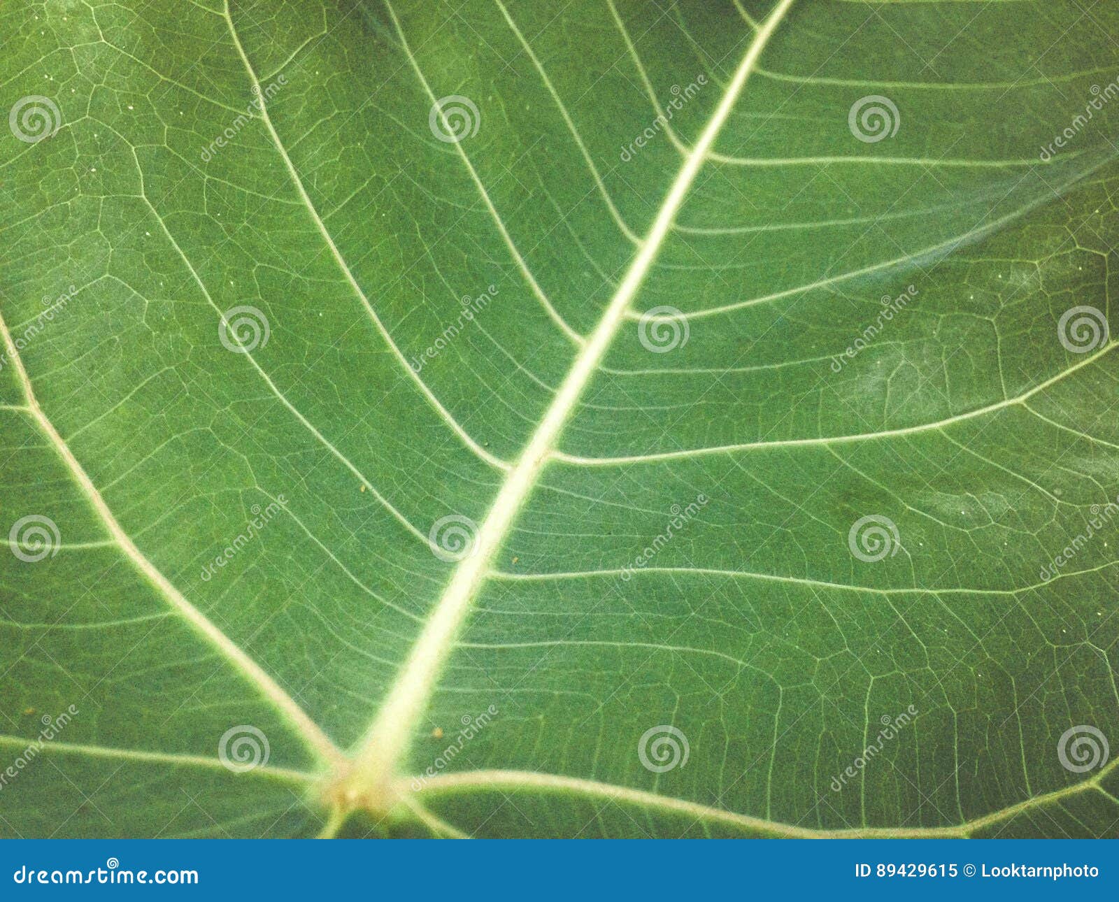 Bothi Leaves stock image. Image of beautiful, fresh, floral - 89429615