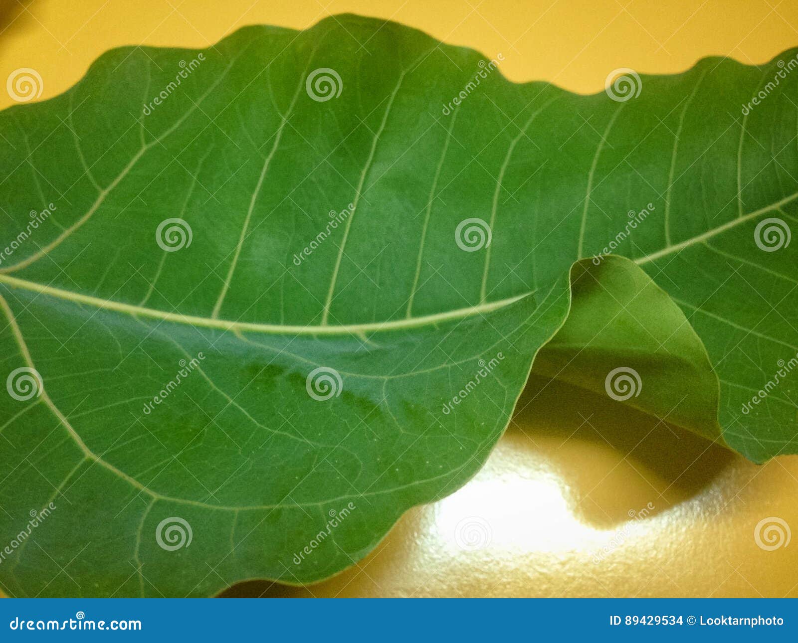 Bothi Leaves stock photo. Image of bright, fresh, decor - 89429534