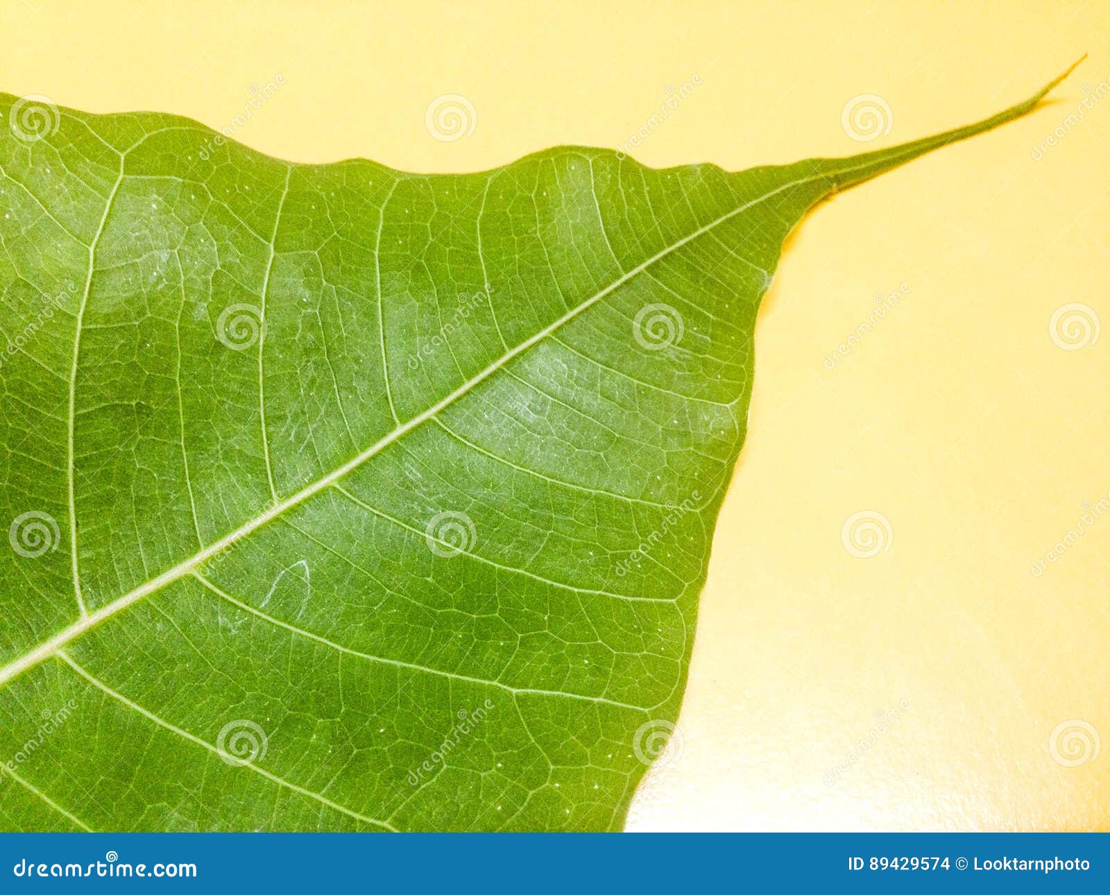 Bothi Leaves stock photo. Image of beautiful, flora, garden - 89429574