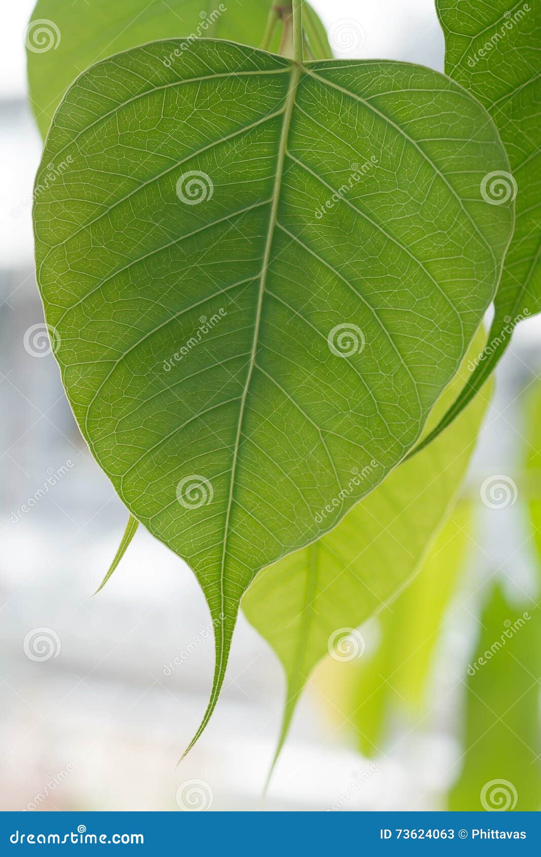 Bothi Tree ,pipal Tree Leaves Background Stock Image - Image of natural ...