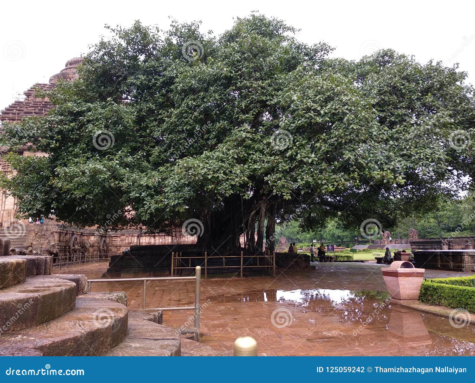 Bothi Tree at Sun Temple stock photo. Image of banyan - 125059242