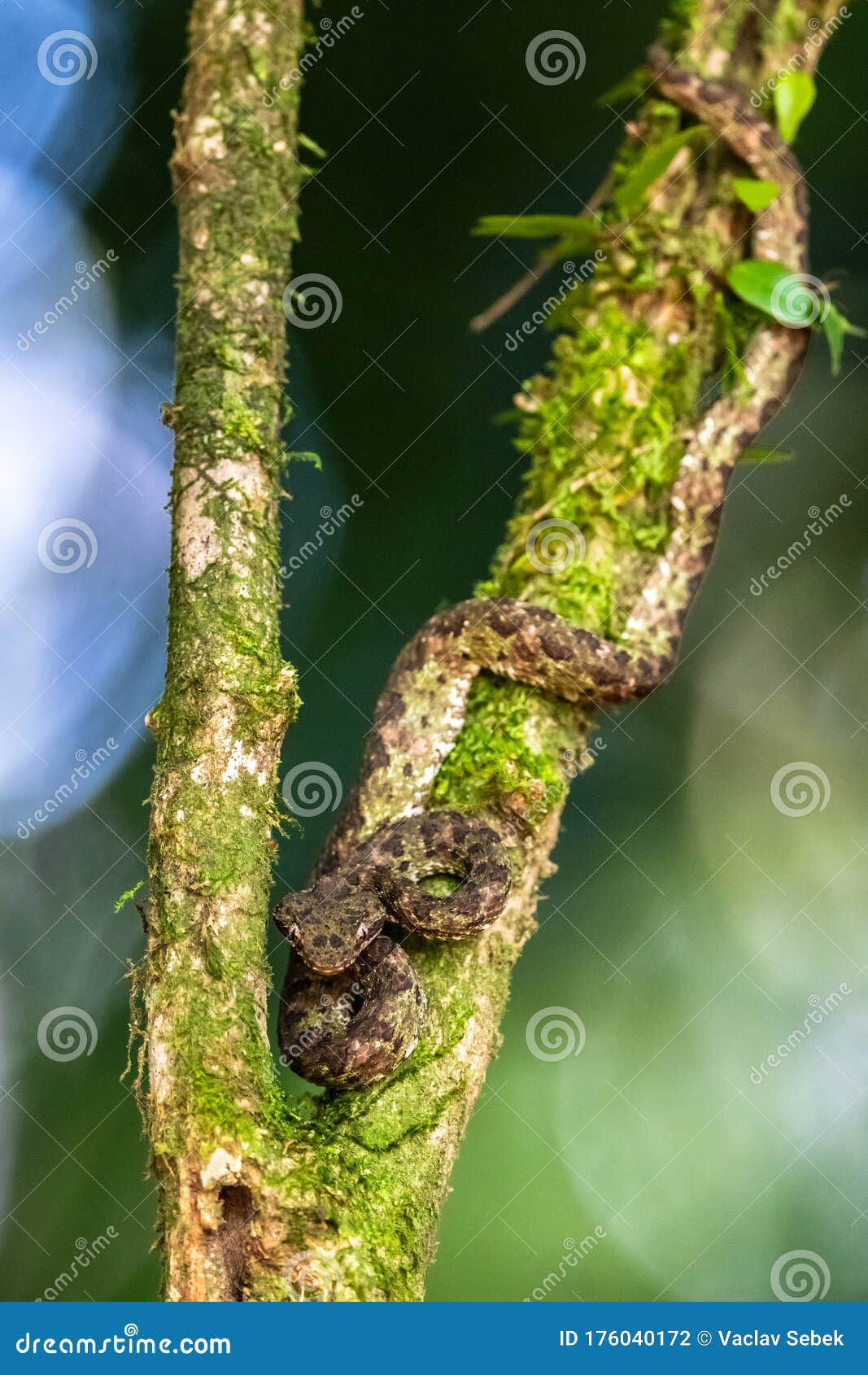 Bothriechis Lateralis is a Venomous Pit Viper Stock Photo - Image of ...